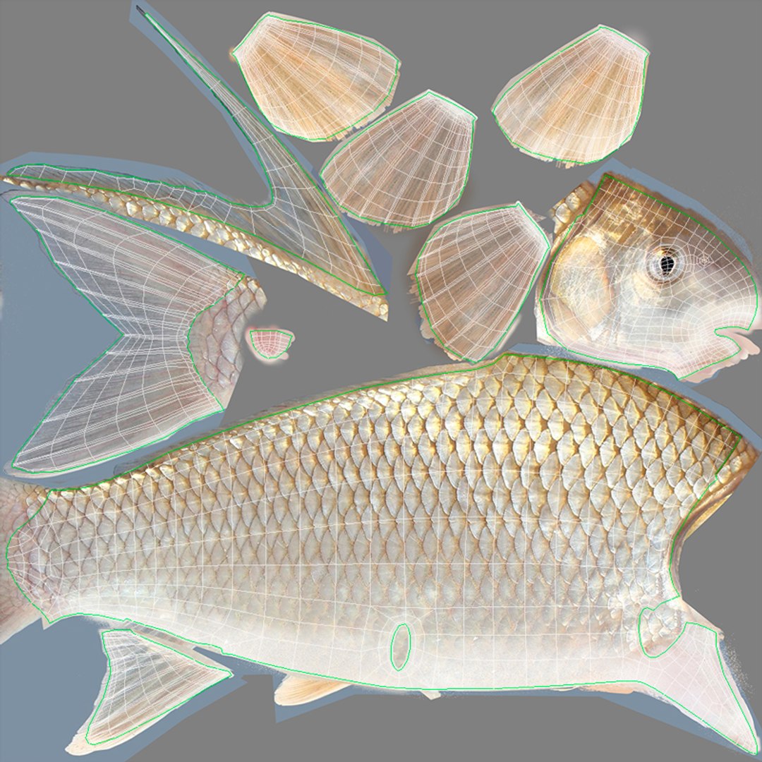 Quillback Fish Animation 3d Max