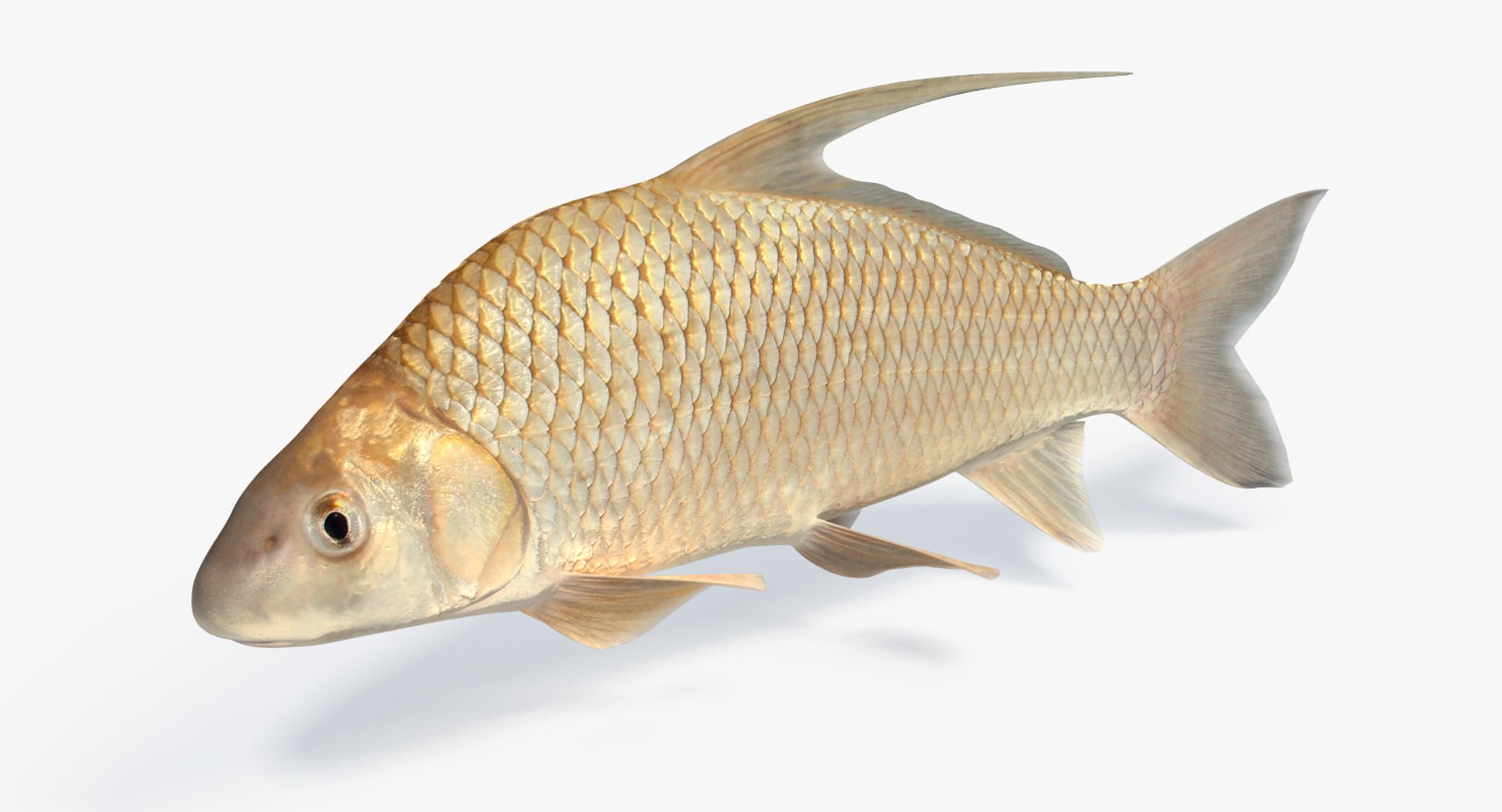 Quillback Fish Animation 3d Max