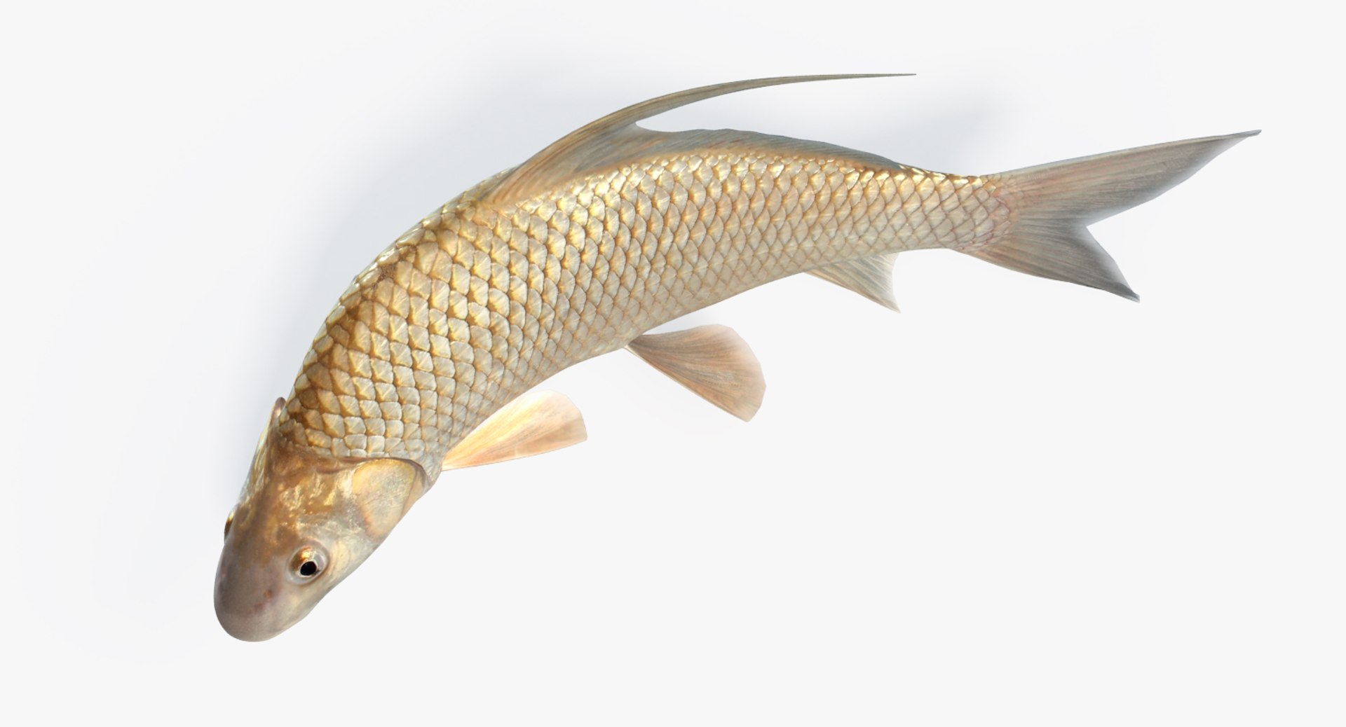 Quillback Fish Animation 3d Max