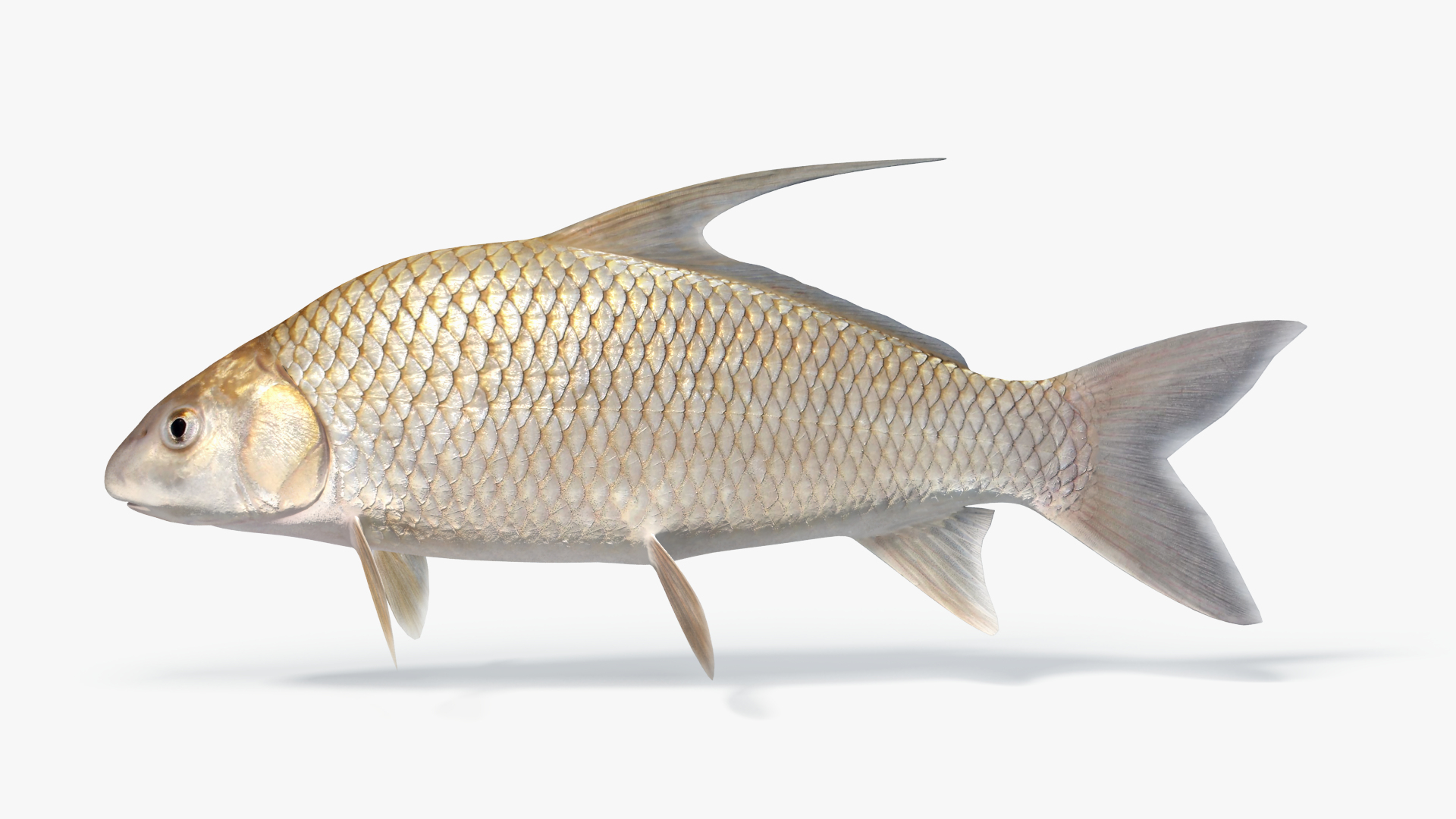 Quillback Fish Animation 3d Max