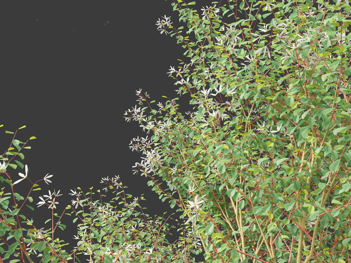 Amelanchier Canadensis - Canadian Serviceberry 3D Model - TurboSquid ...