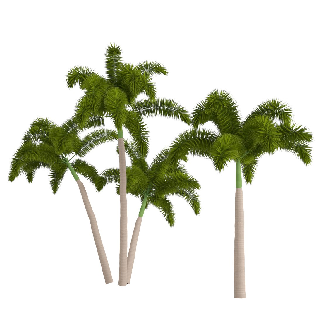 3D Wodyetia Bifurcata Foxtail Palm 3D Model Model - TurboSquid 2126028