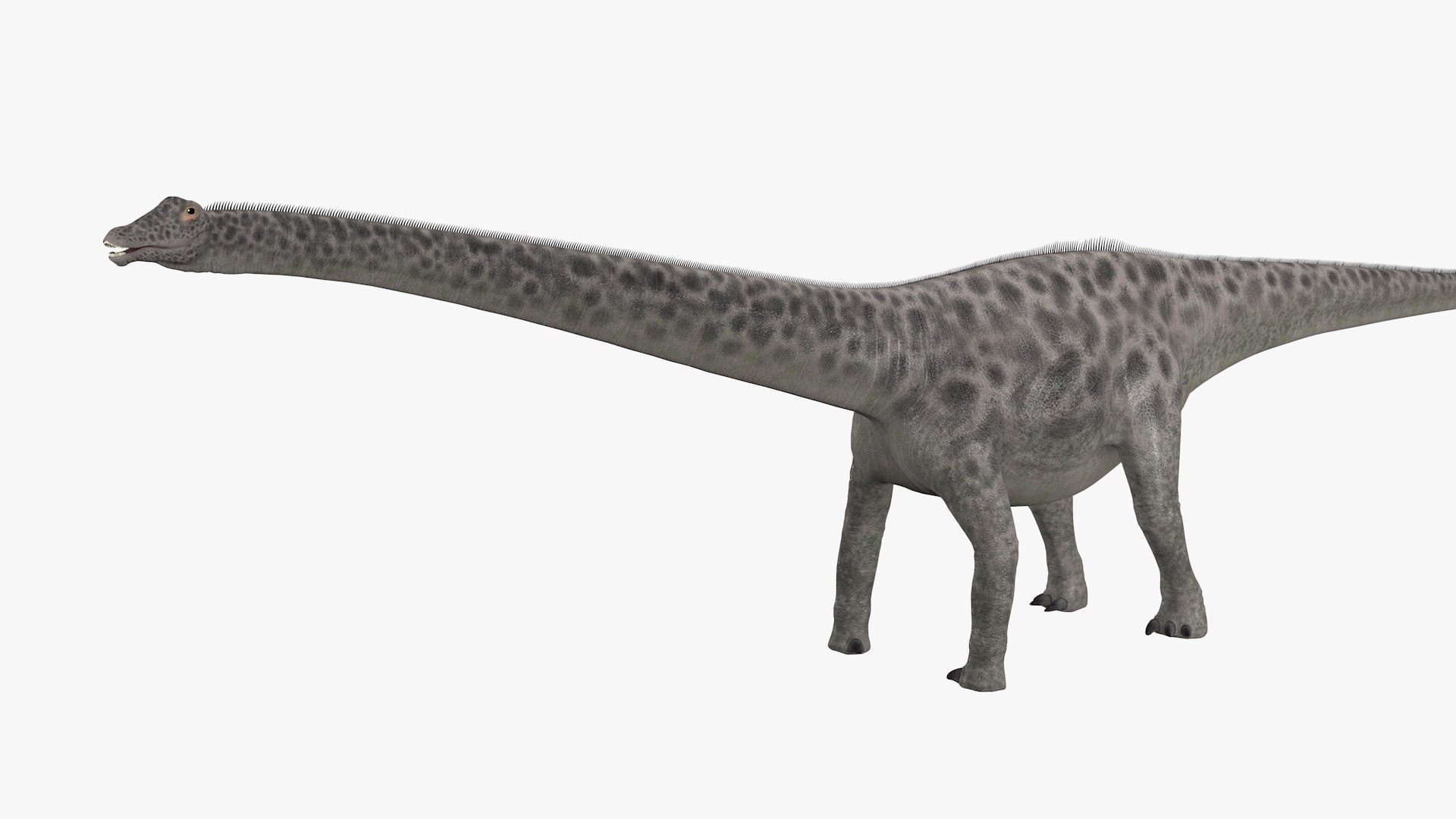 3D Diplodocus - TurboSquid 1844293