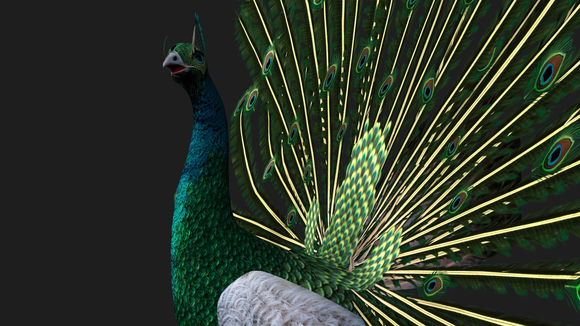 Peacock-V4E 3D Model - TurboSquid 2428559