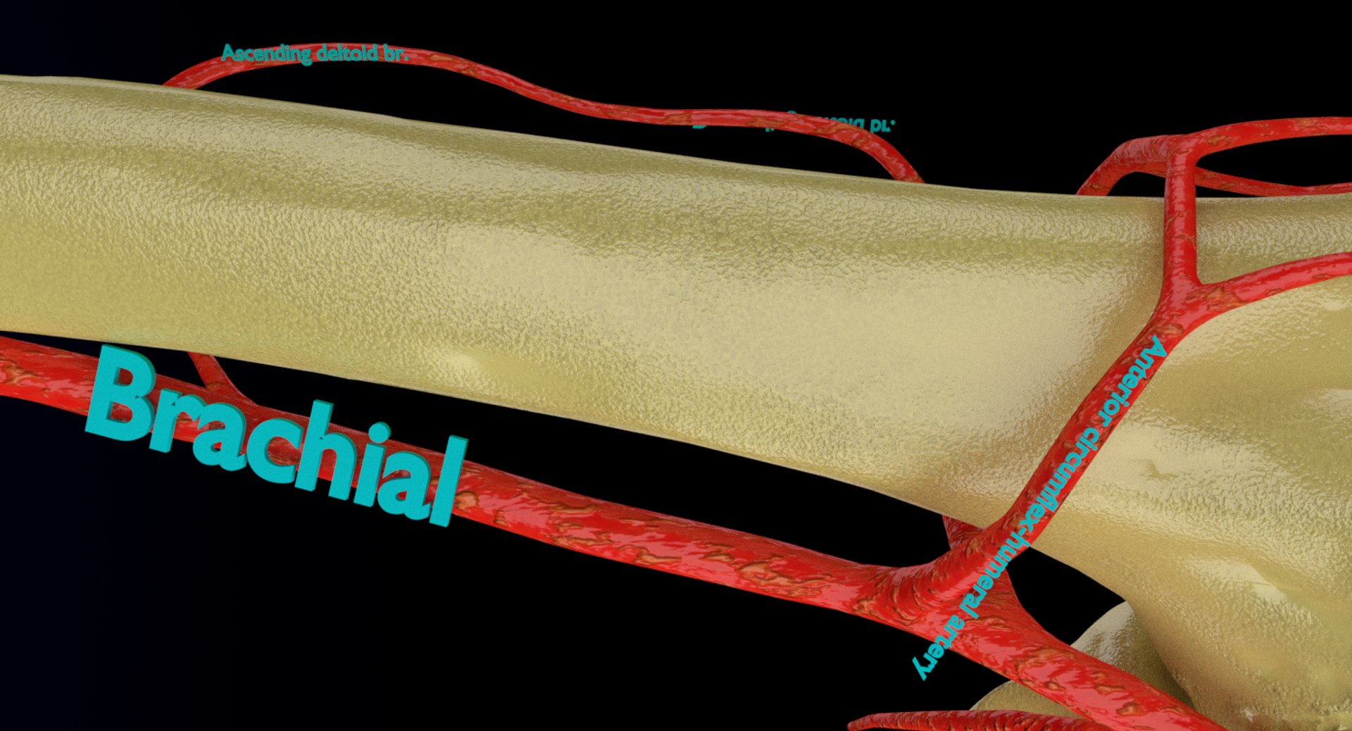 3D Model Arteries Upper Limb - TurboSquid 1422686
