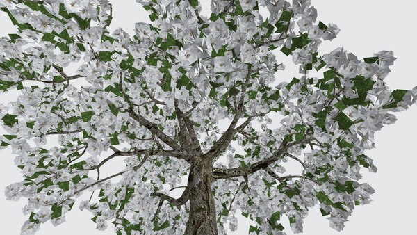 3D model Large-flowered plant - TurboSquid 1955961