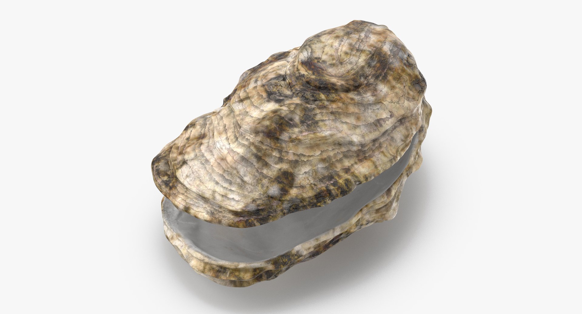 Oyster Shell 03 3d Model