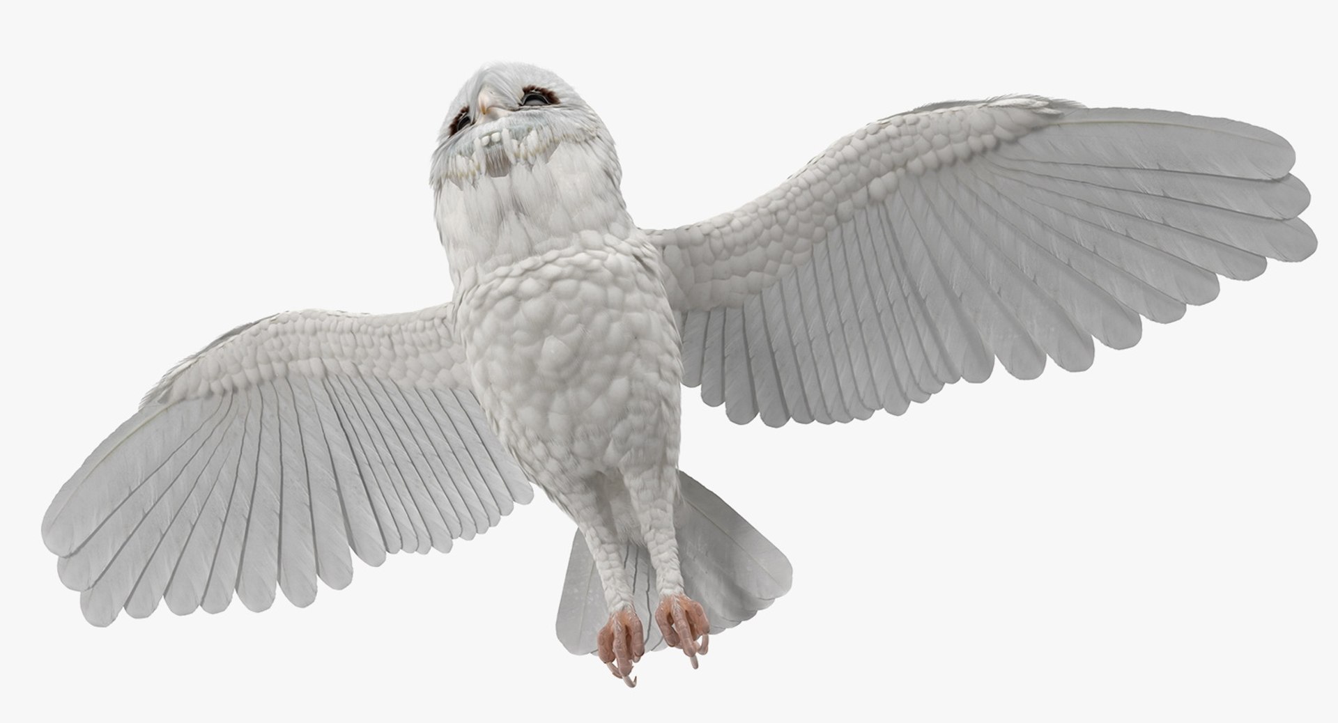 White barn owl flying bird model - TurboSquid 1434859