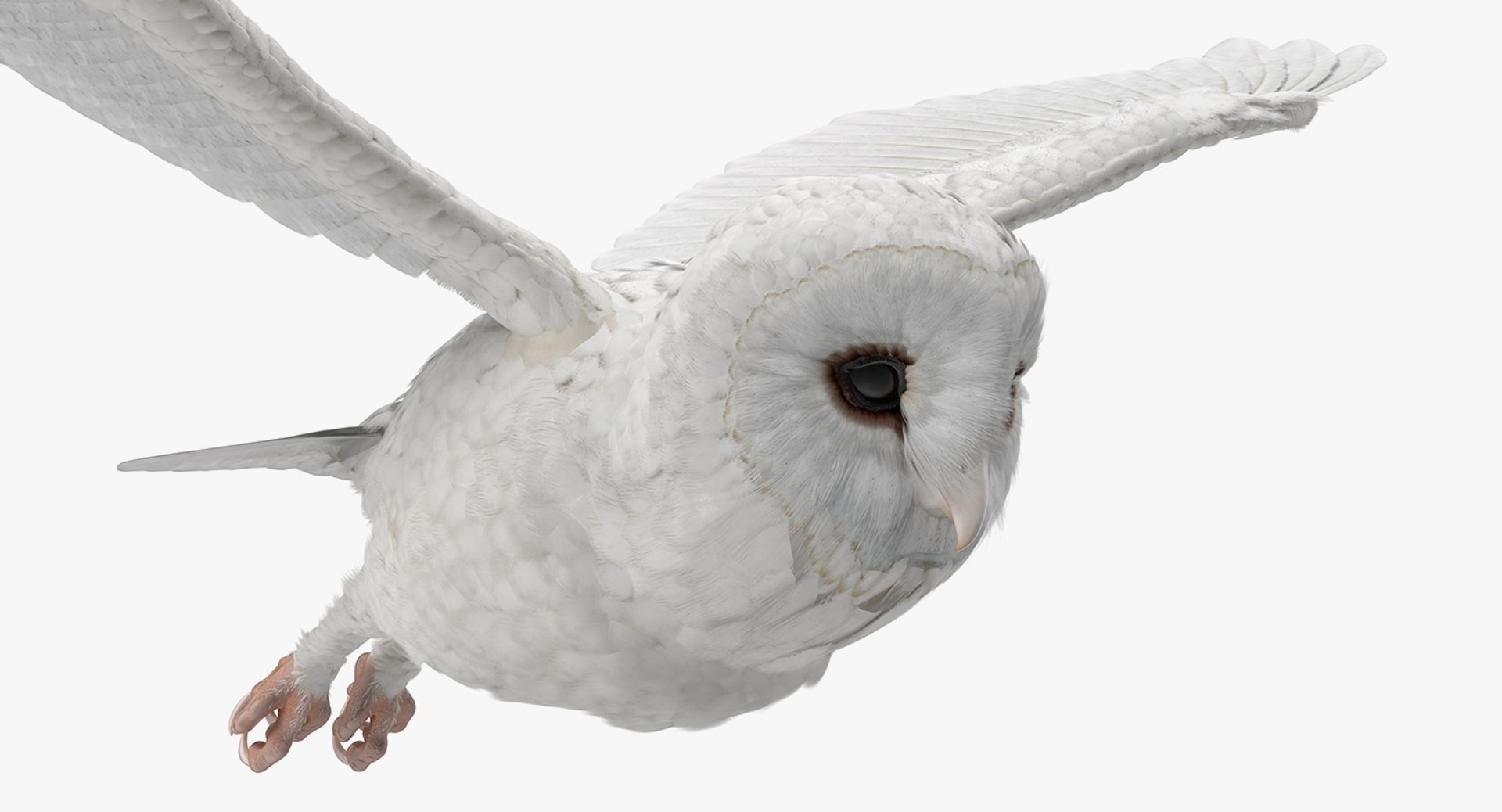 White barn owl flying bird model - TurboSquid 1434859