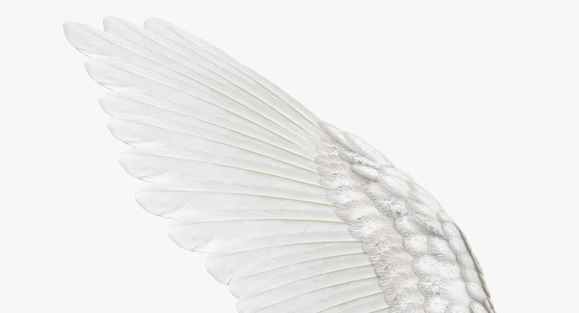 White barn owl flying bird model - TurboSquid 1434859