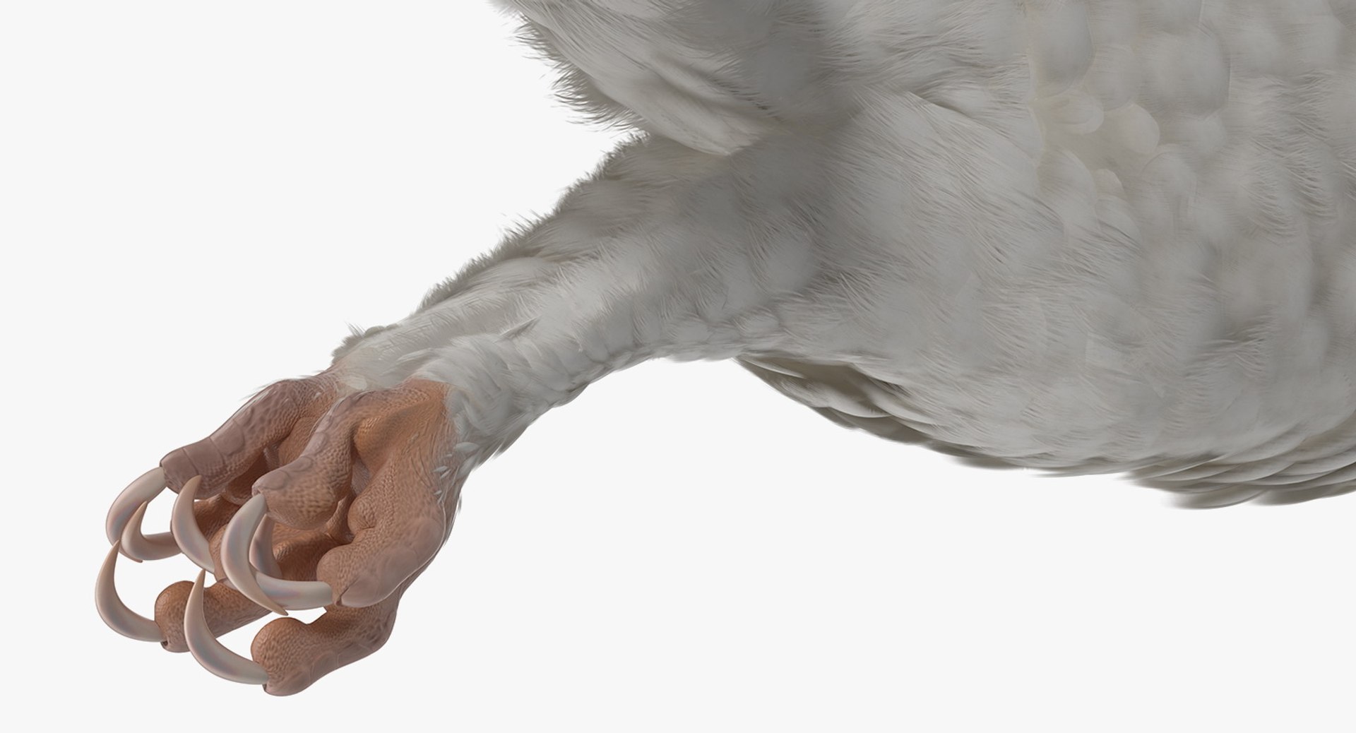 White barn owl flying bird model - TurboSquid 1434859