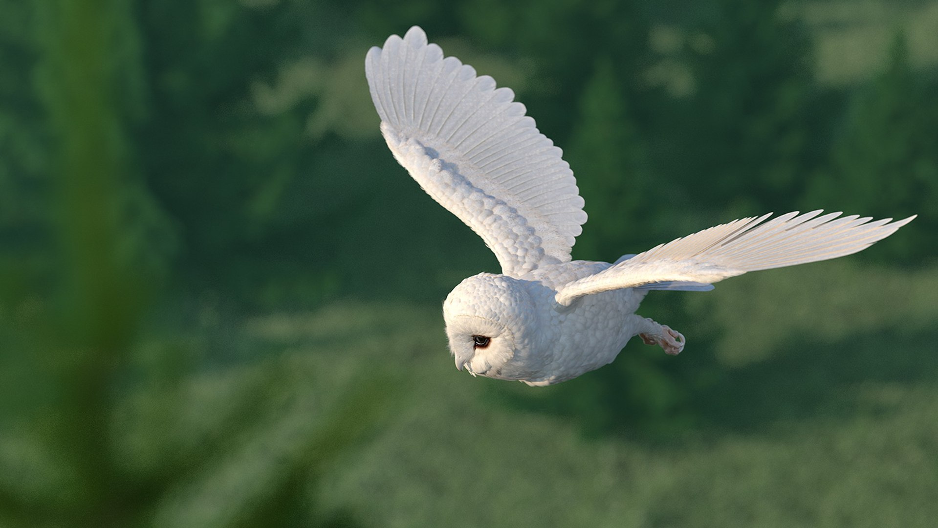 White barn owl flying bird model - TurboSquid 1434859