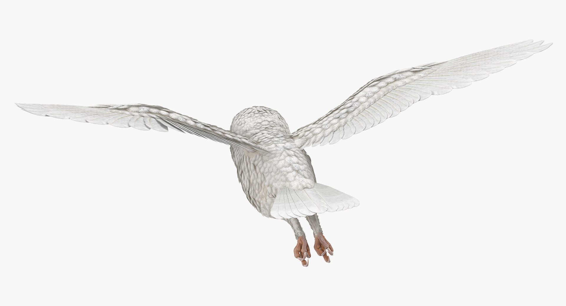 White barn owl flying bird model - TurboSquid 1434859