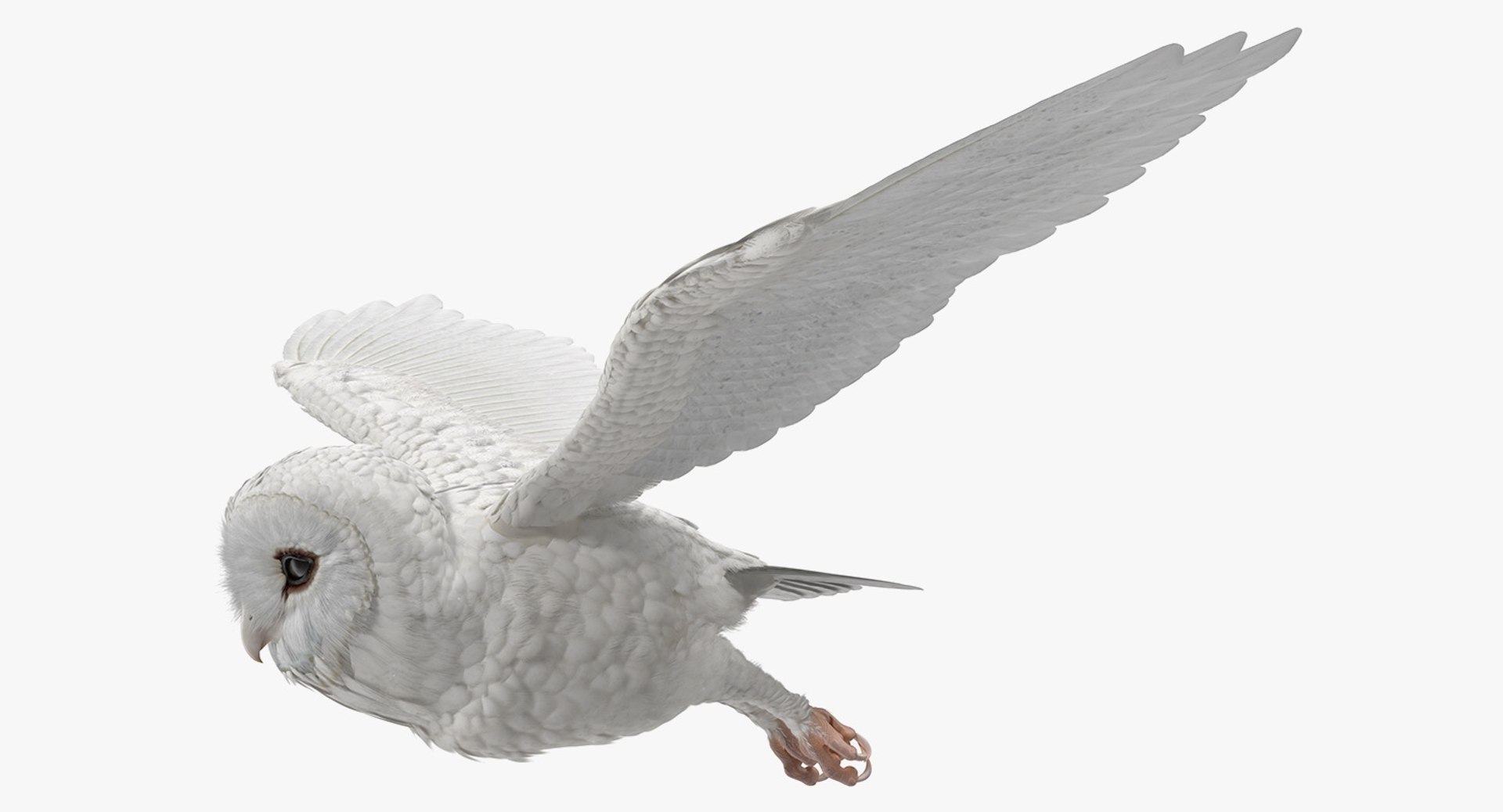 White barn owl flying bird model - TurboSquid 1434859
