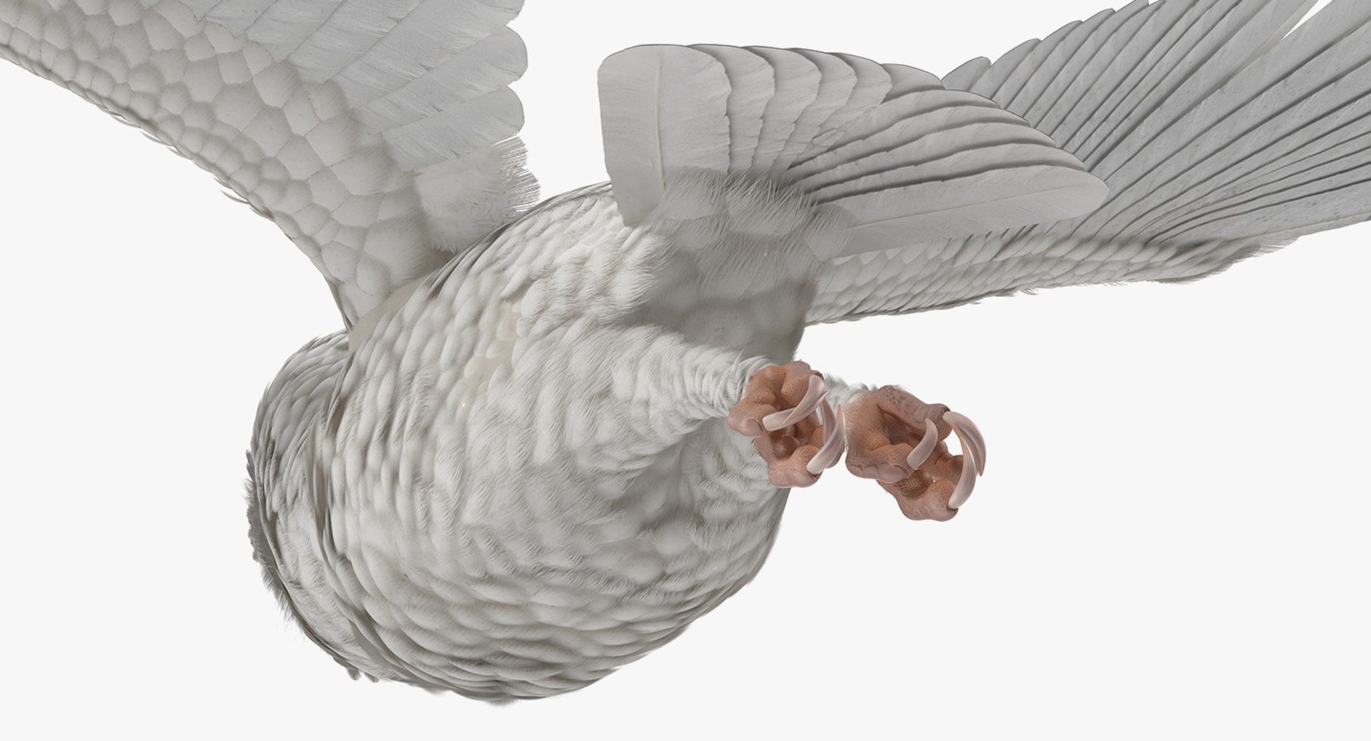 White barn owl flying bird model - TurboSquid 1434859