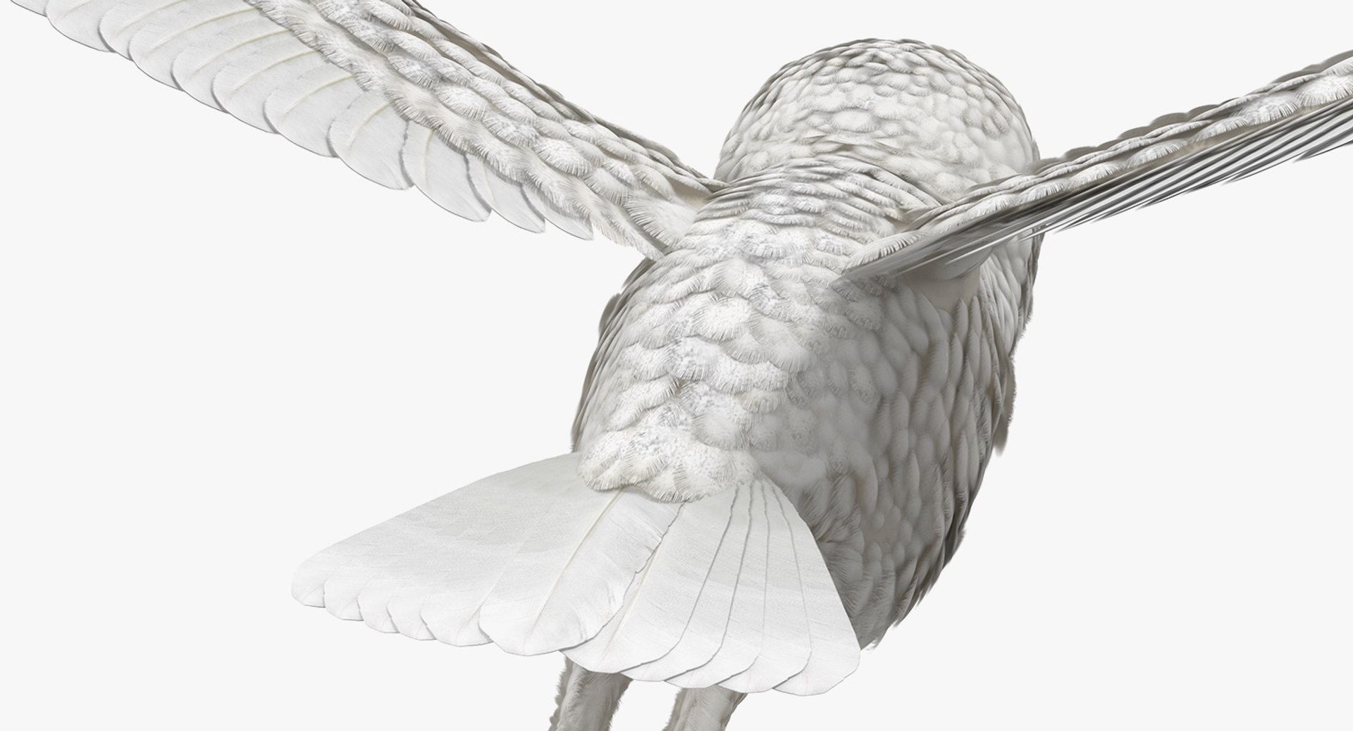 White barn owl flying bird model - TurboSquid 1434859