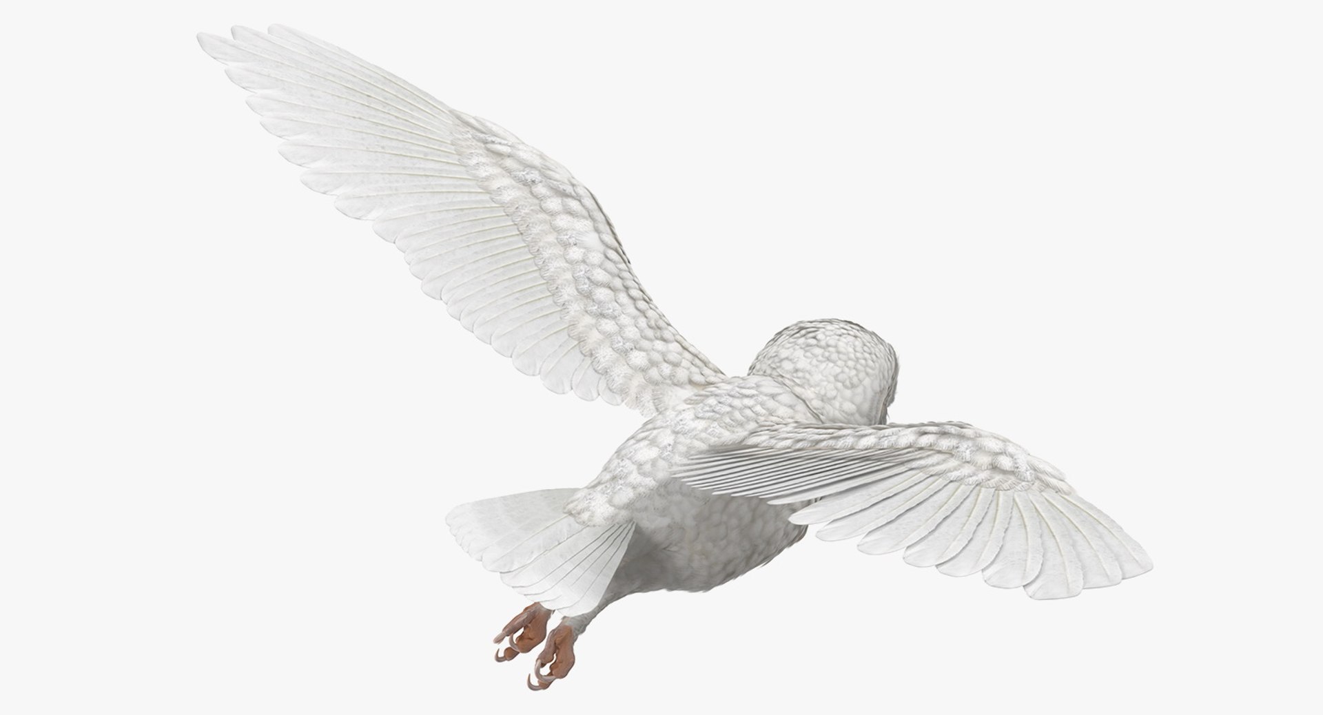 White barn owl flying bird model - TurboSquid 1434859