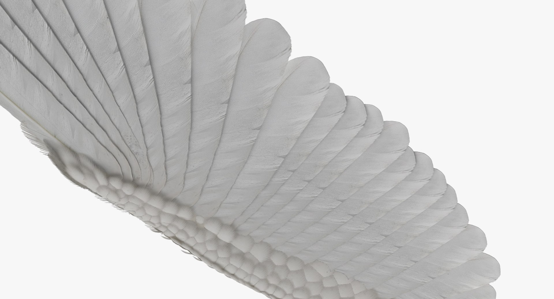 White barn owl flying bird model - TurboSquid 1434859