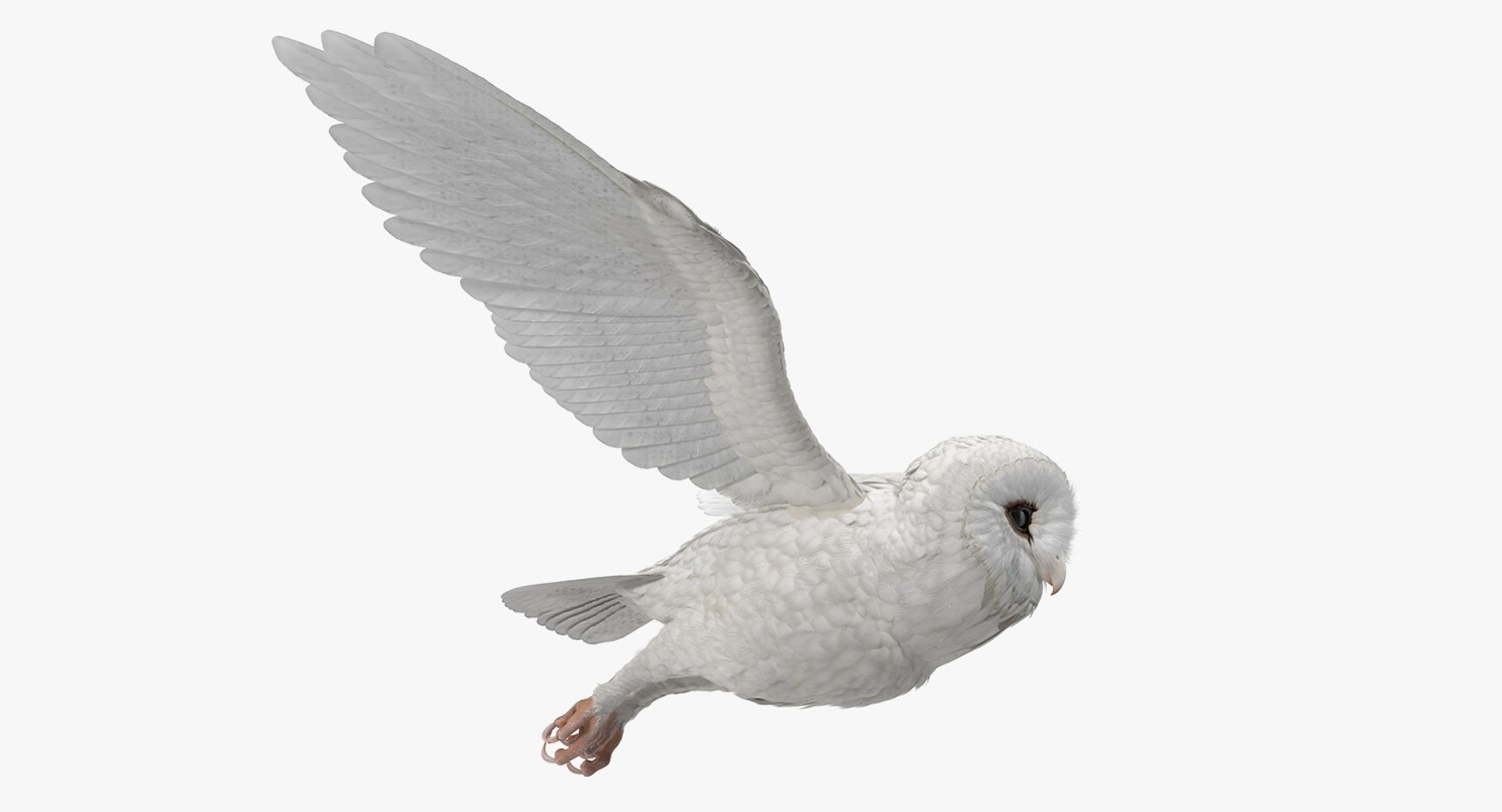 White barn owl flying bird model - TurboSquid 1434859