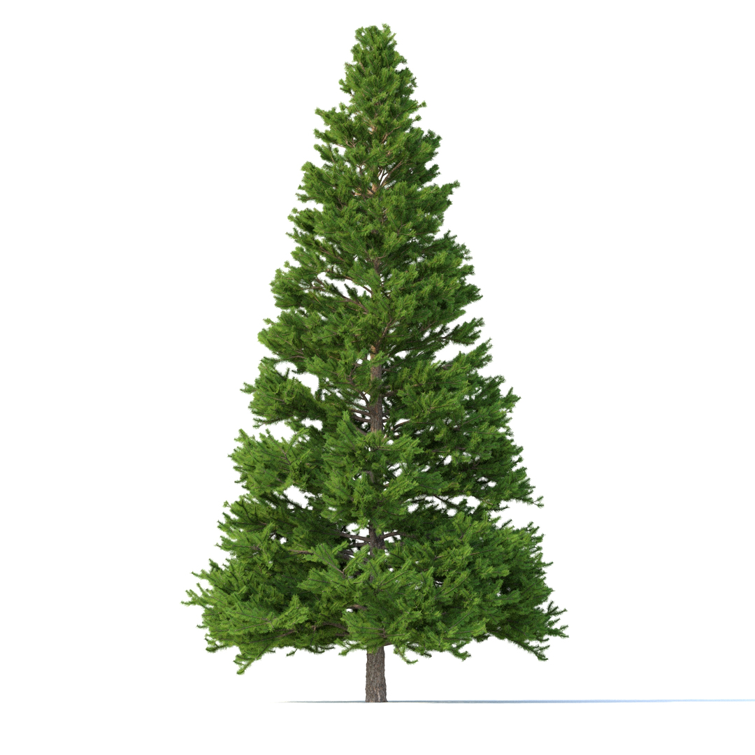 Picea Abies Set 3 - 2 In 1 3D Model - TurboSquid 1783298