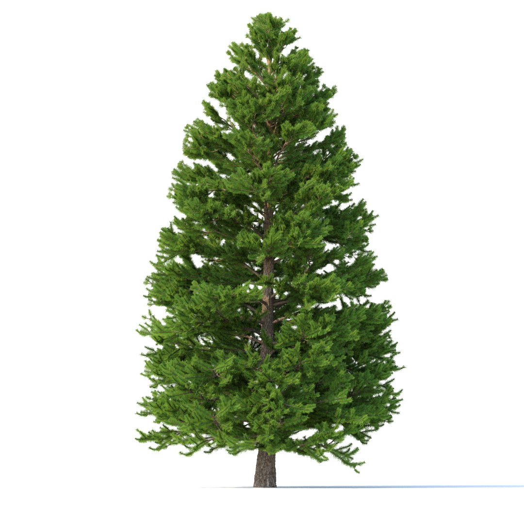 Picea Abies Set 3 - 2 In 1 3D Model - TurboSquid 1783298