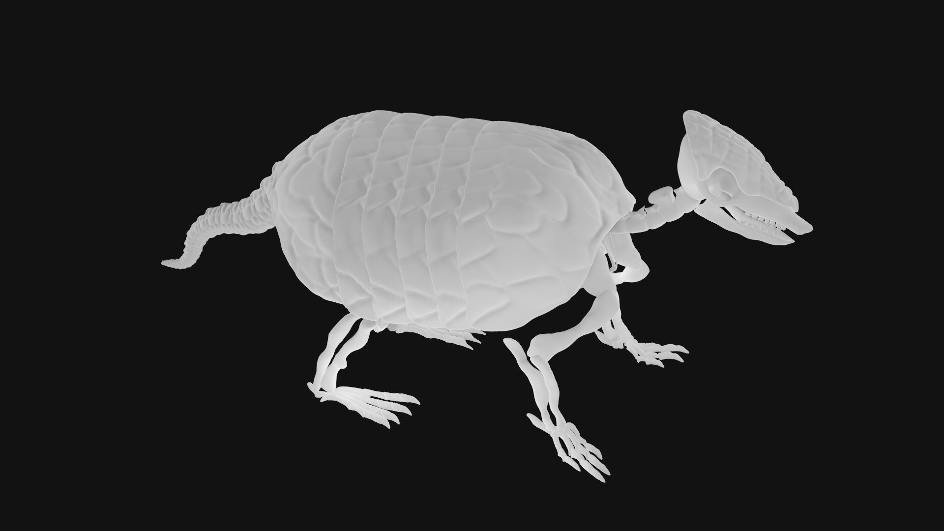 3D Armadillo Skeleton - TurboSquid 1994341