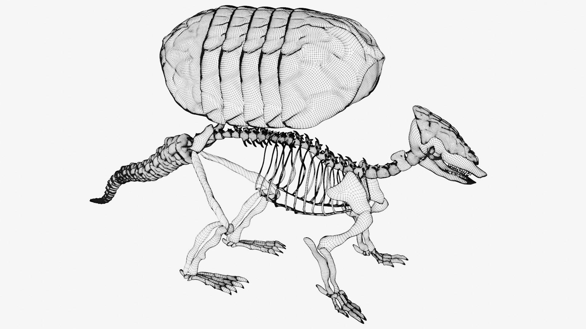 3D Armadillo Skeleton - TurboSquid 1994341