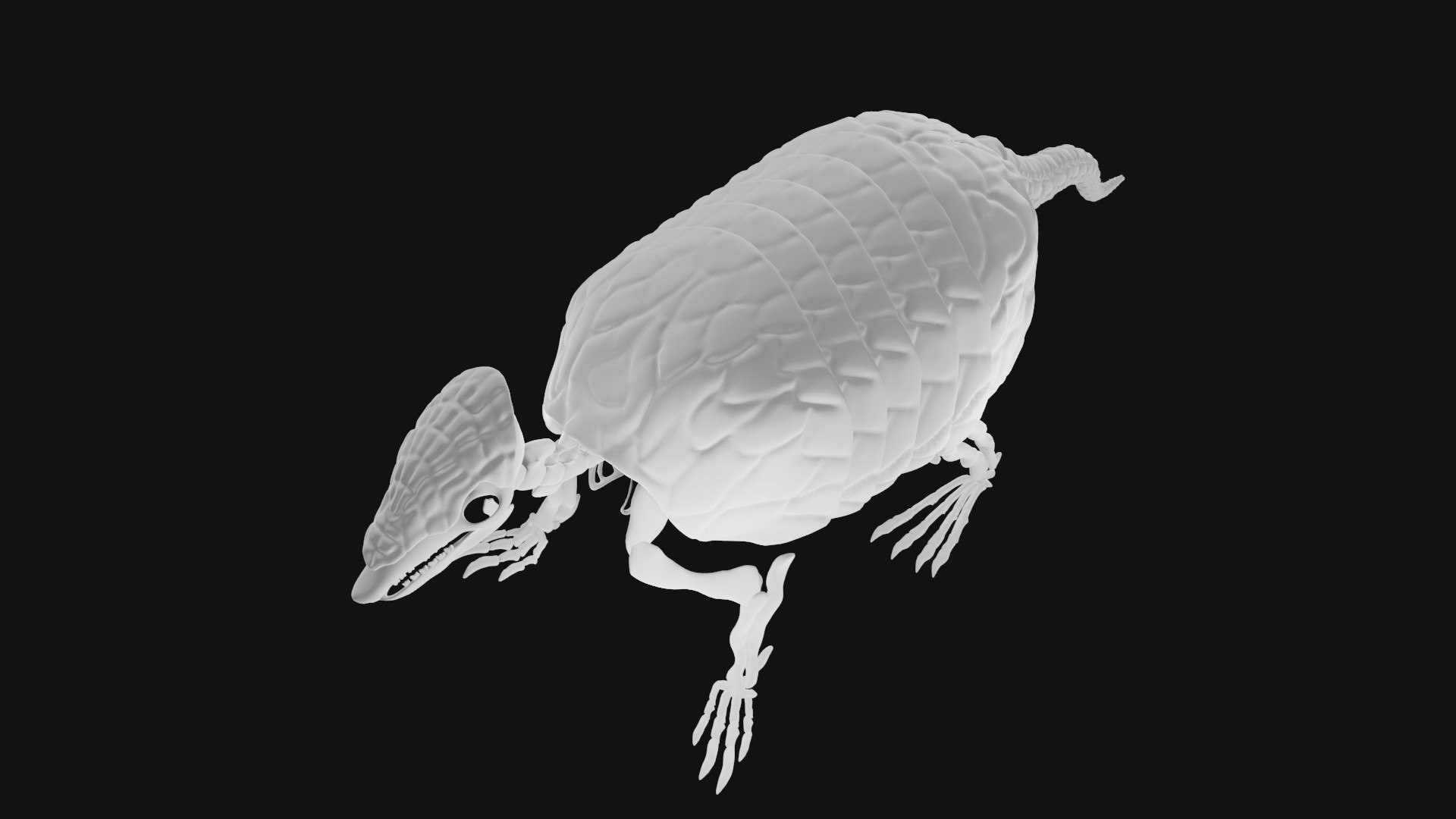 3D Armadillo Skeleton - TurboSquid 1994341