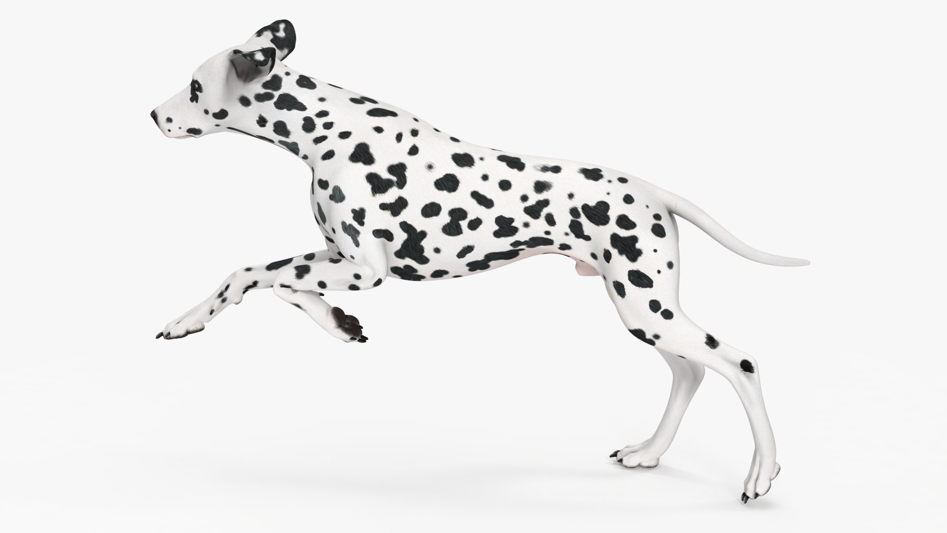 Running Spotted Dalmatian Dog 3D Model - TurboSquid 2230730