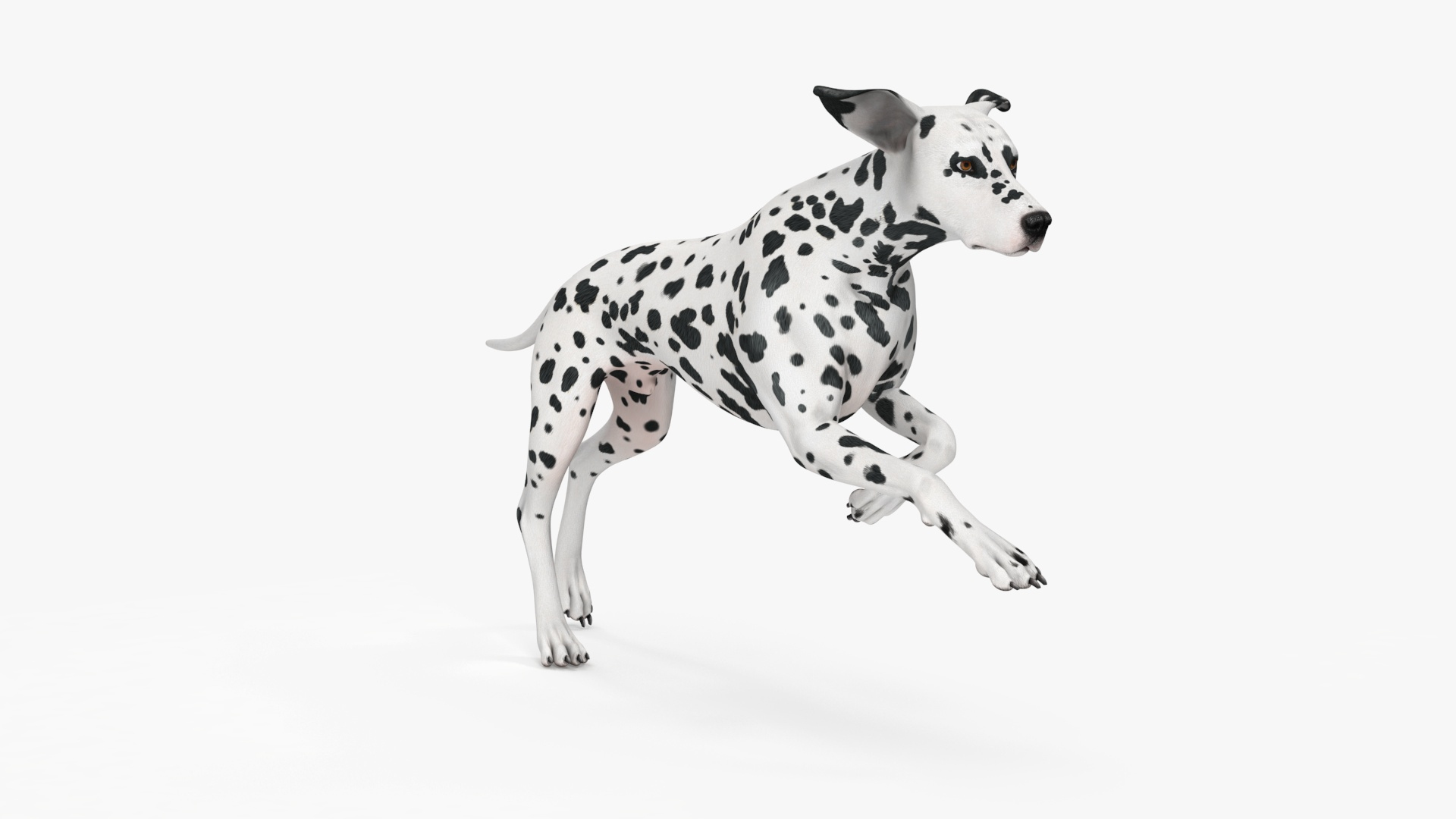 Running Spotted Dalmatian Dog 3D Model - TurboSquid 2230730