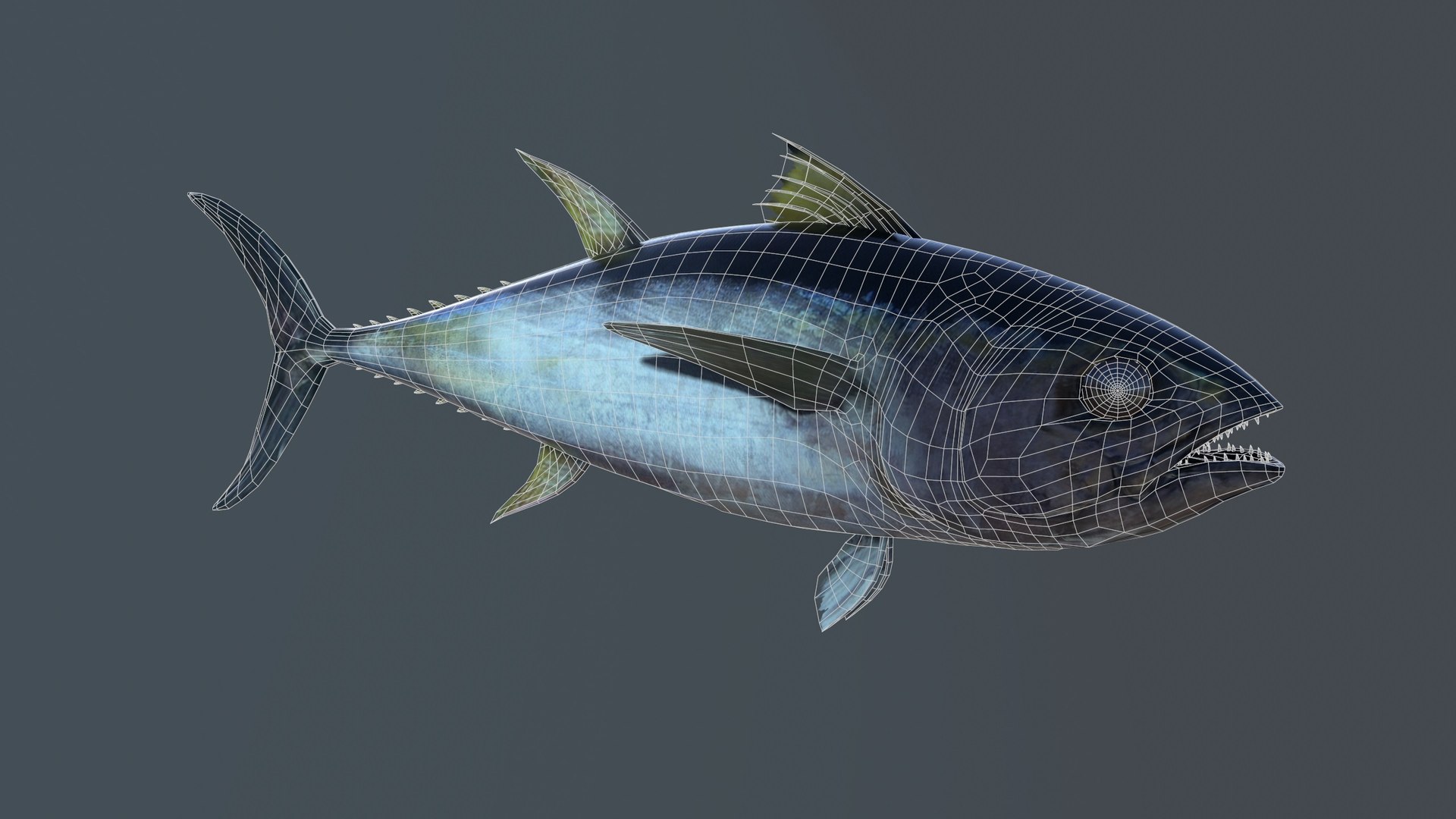 3D Tuna Fish Low-poly 3D Model Model - TurboSquid 1981883