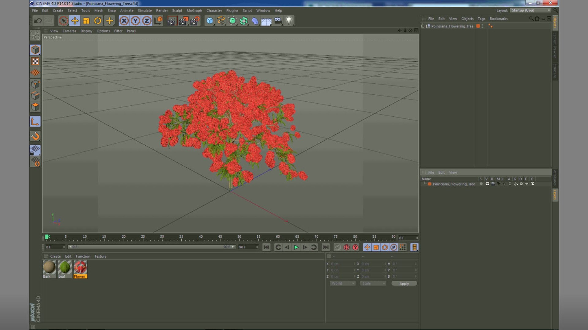 Poinciana flowering tree plant 3D model - TurboSquid 1505542