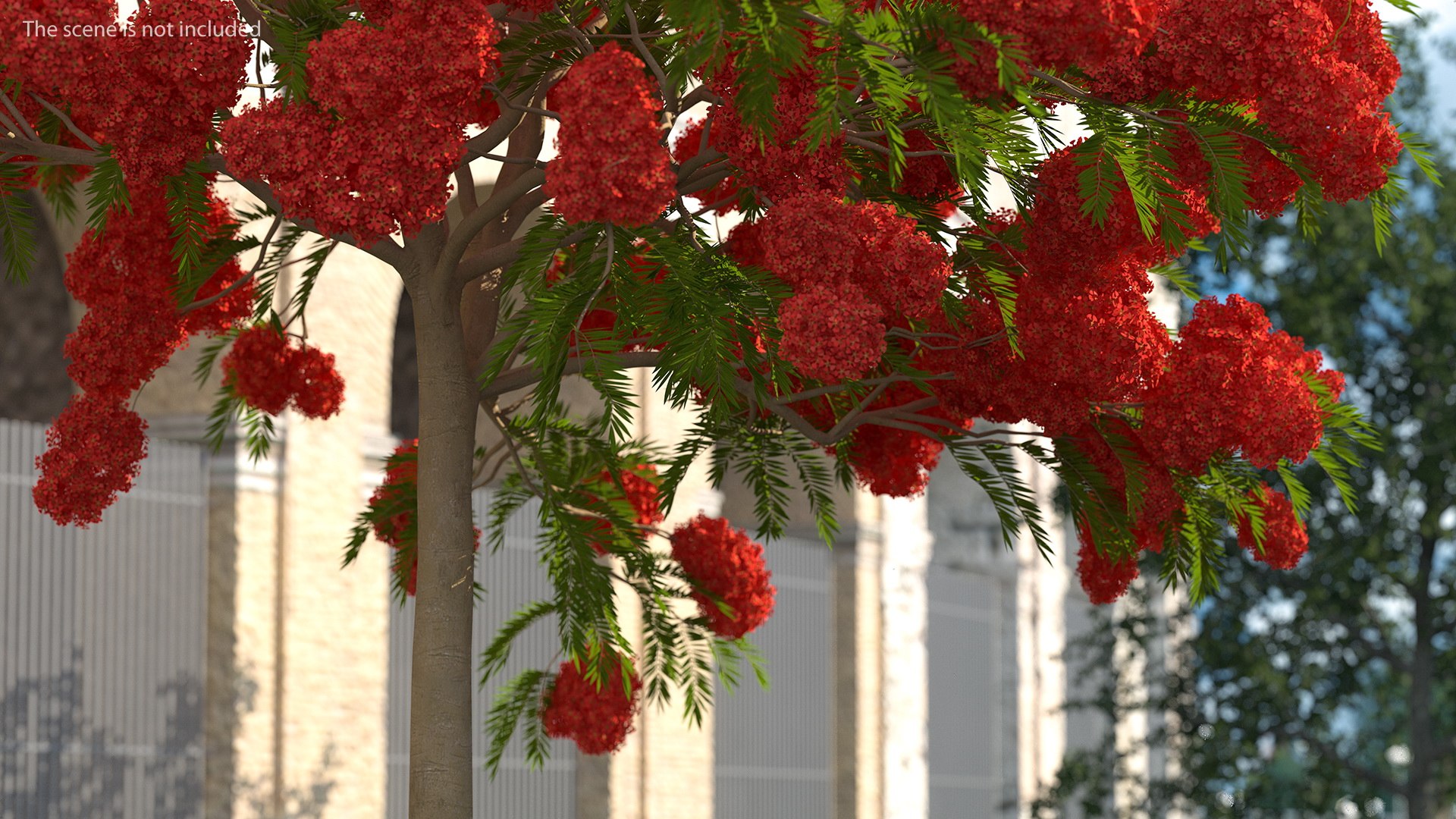 Poinciana Flowering Tree Plant 3D Model - TurboSquid 1505542