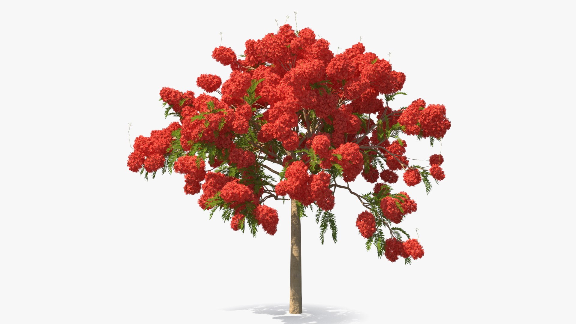 Poinciana Flowering Tree Plant 3D Model - TurboSquid 1505542