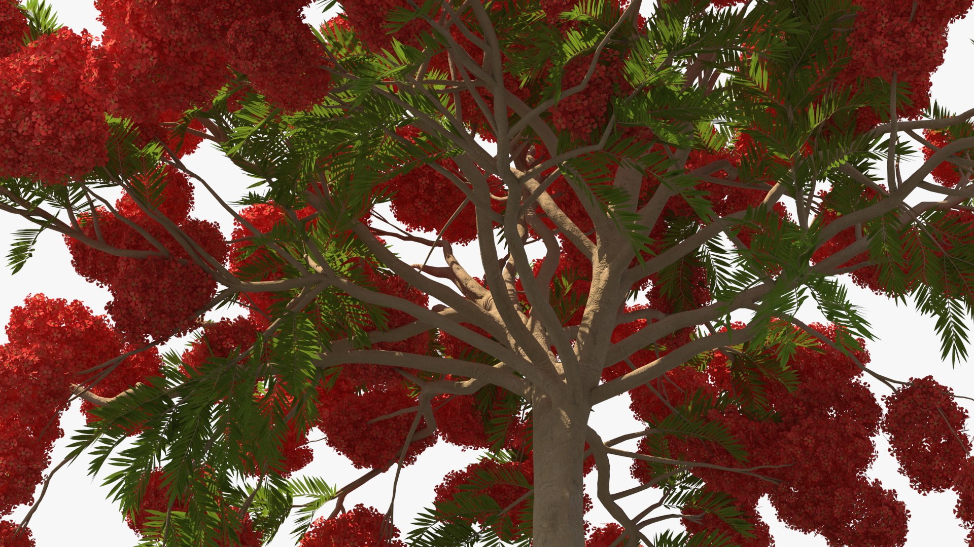 Poinciana Flowering Tree Plant 3D Model - TurboSquid 1505542