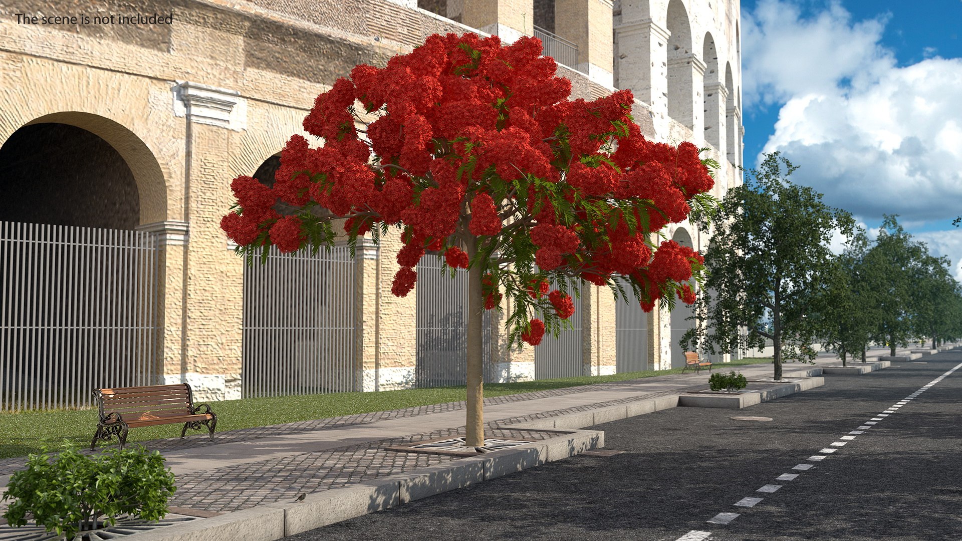 Poinciana Flowering Tree Plant 3D Model - TurboSquid 1505542