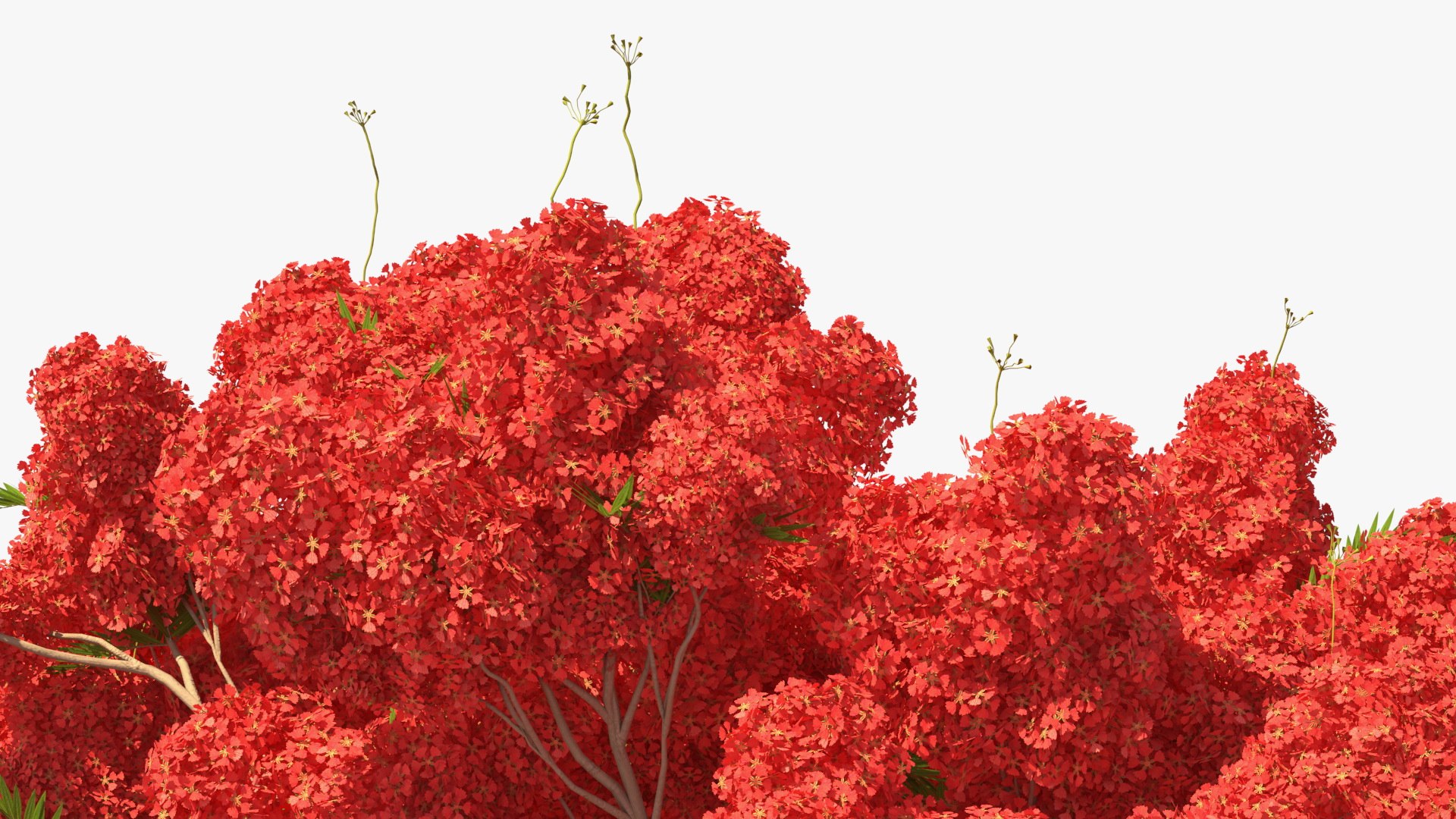 Poinciana Flowering Tree Plant 3D Model - TurboSquid 1505542