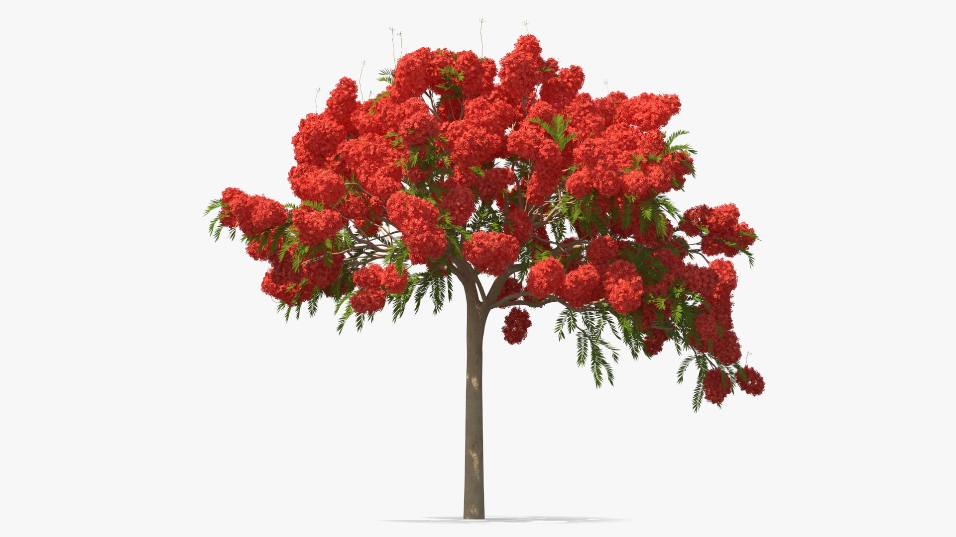 Poinciana flowering tree plant 3D model - TurboSquid 1505542