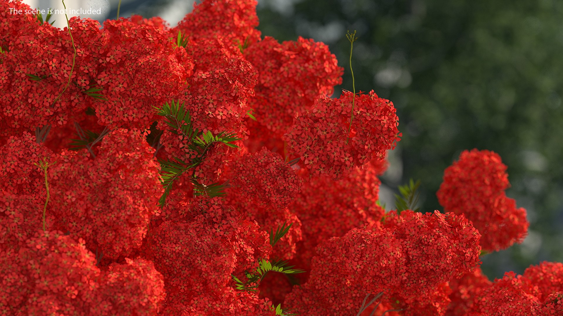 Poinciana Flowering Tree Plant 3D Model - TurboSquid 1505542