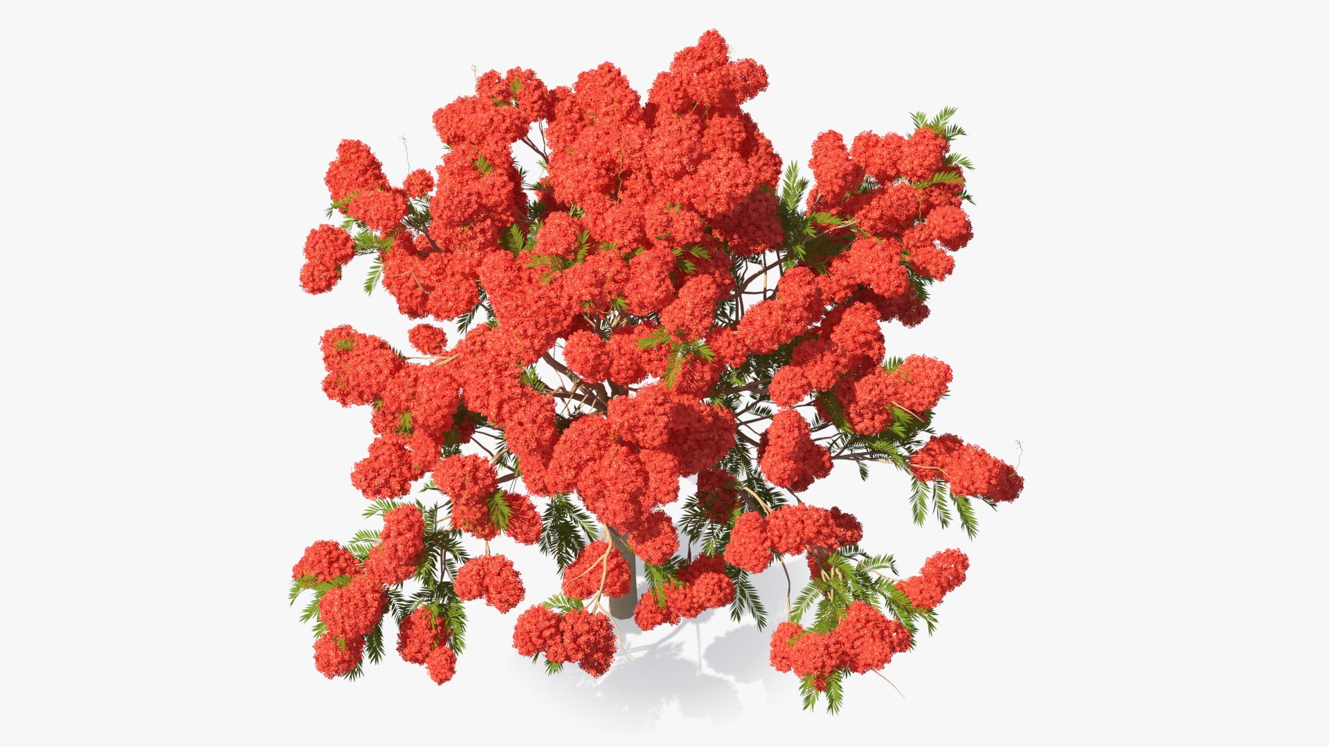Poinciana Flowering Tree Plant 3D Model - TurboSquid 1505542
