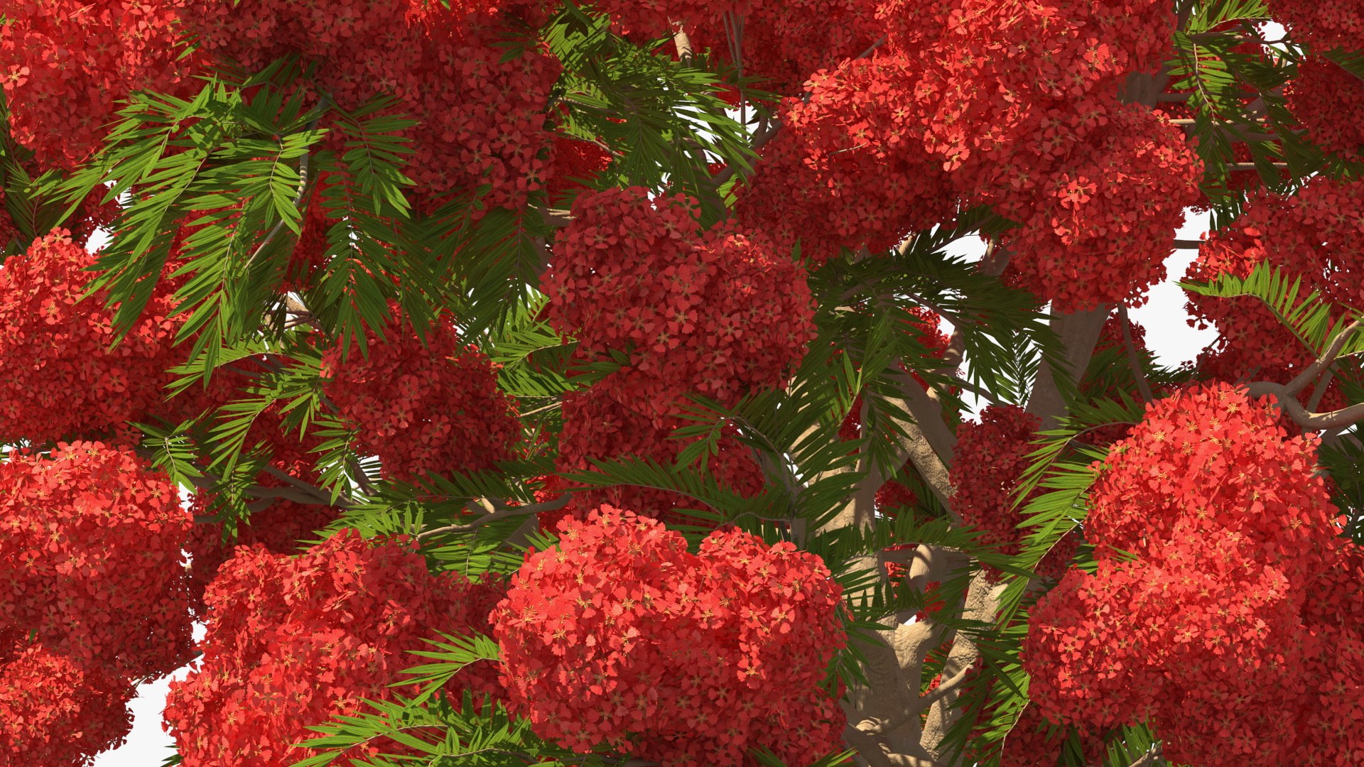 Poinciana Flowering Tree Plant 3D Model - TurboSquid 1505542