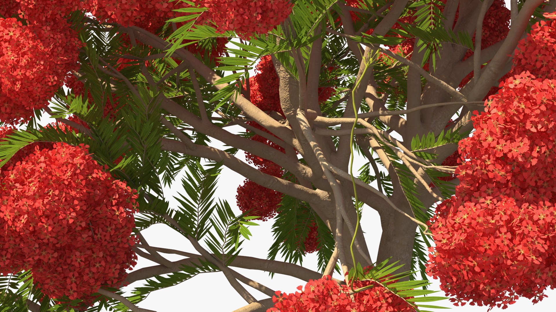 Poinciana Flowering Tree Plant 3D Model - TurboSquid 1505542