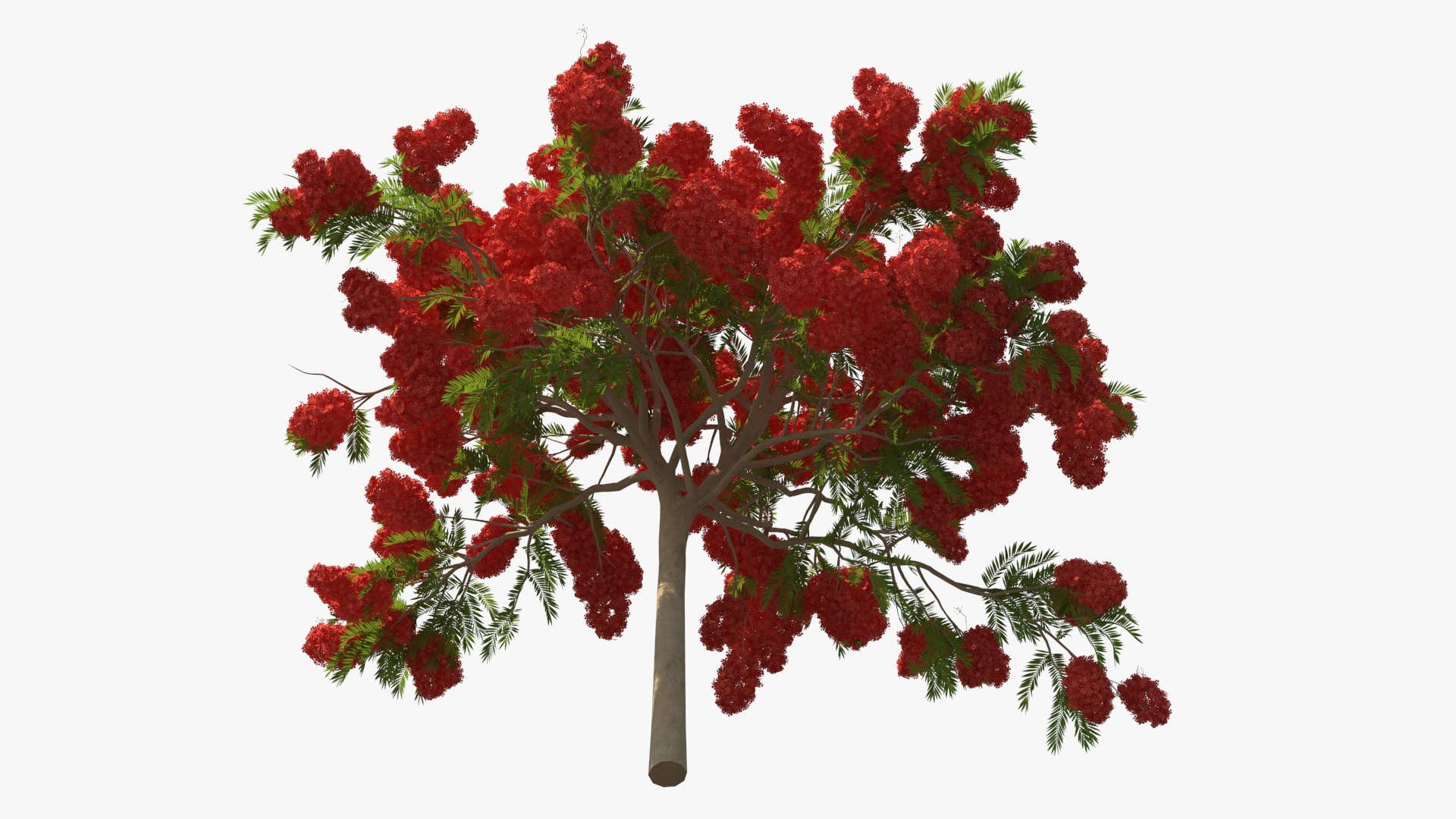 Poinciana Flowering Tree Plant 3D Model - TurboSquid 1505542