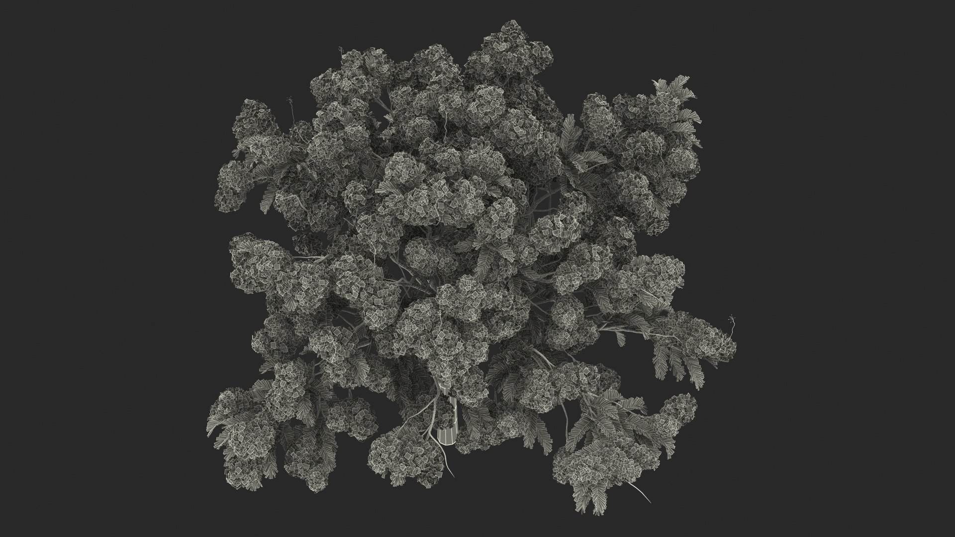 Poinciana flowering tree plant 3D model - TurboSquid 1505542