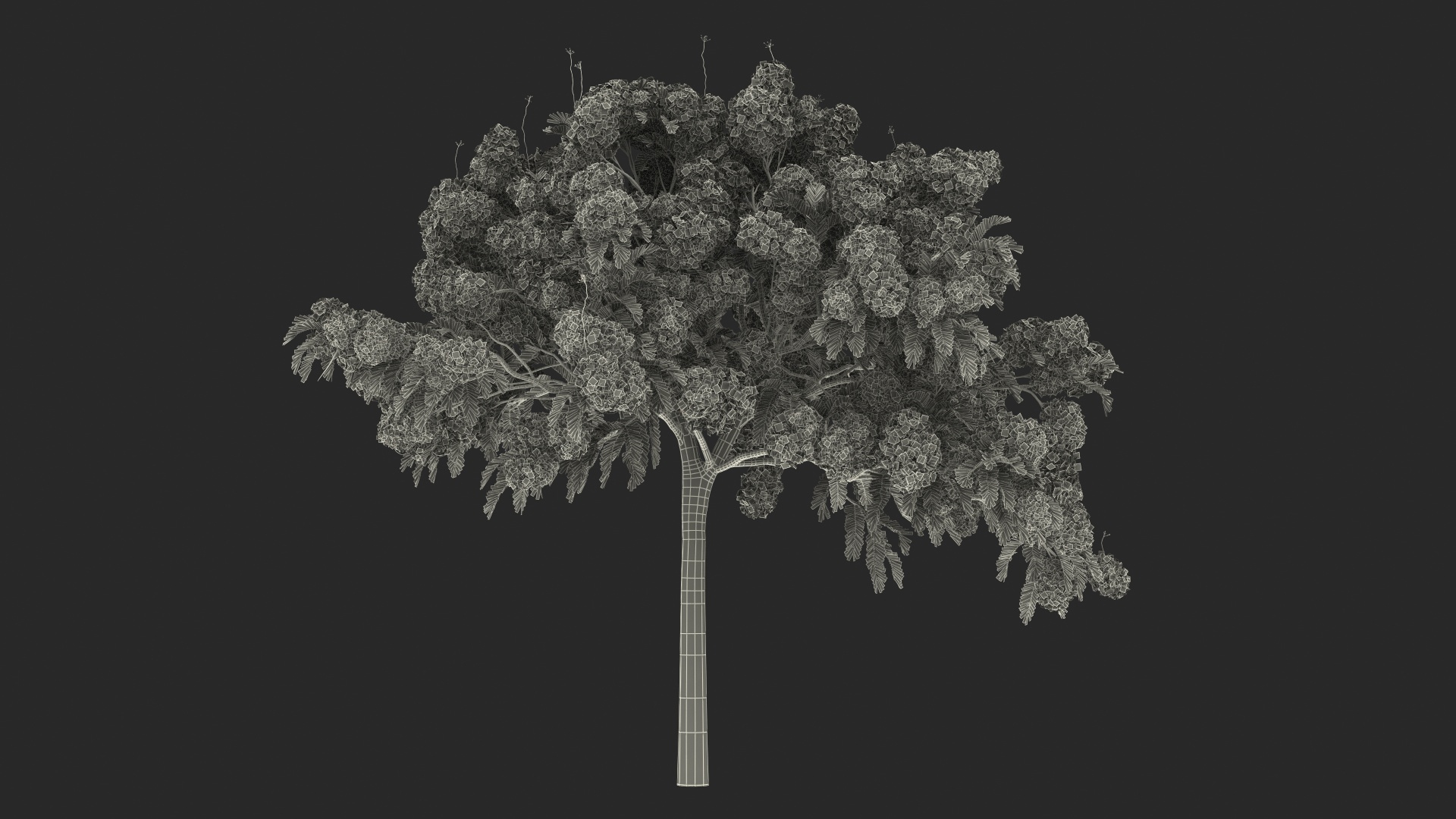 Poinciana Flowering Tree Plant 3D Model - TurboSquid 1505542