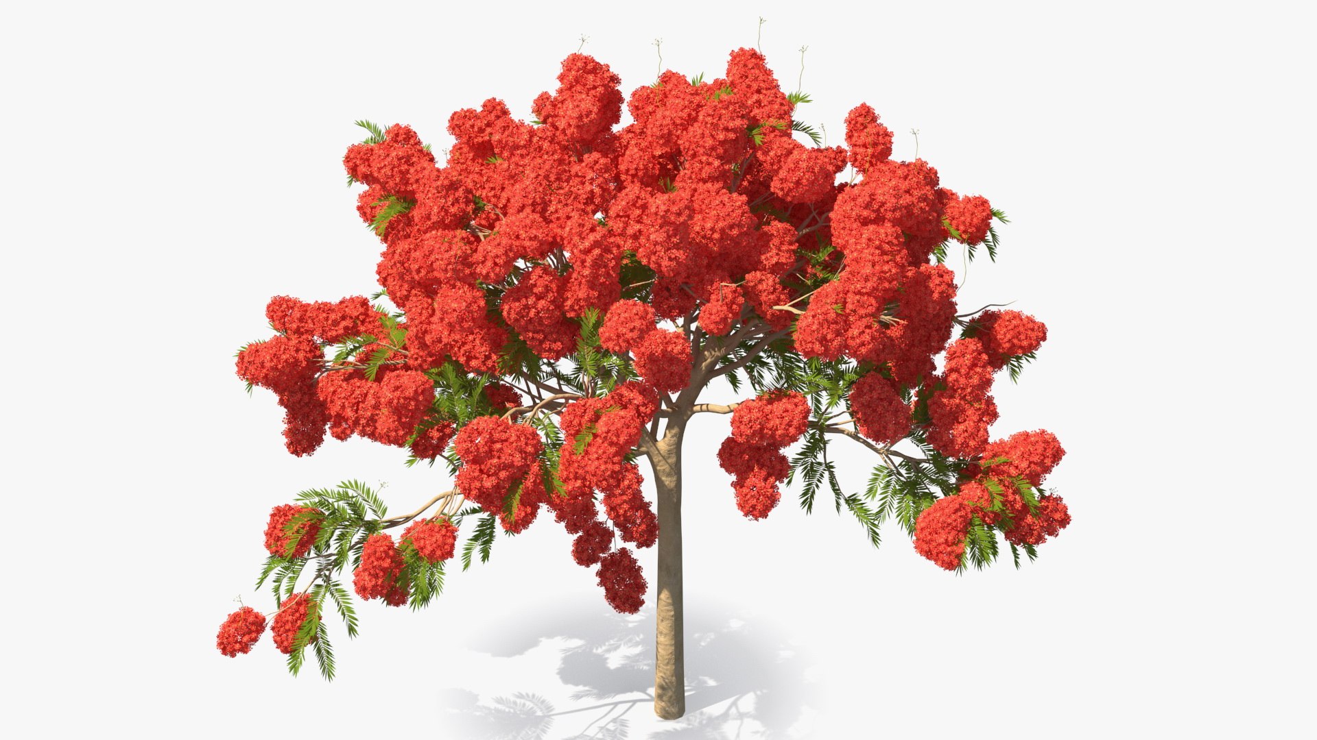 Poinciana Flowering Tree Plant 3D Model - TurboSquid 1505542