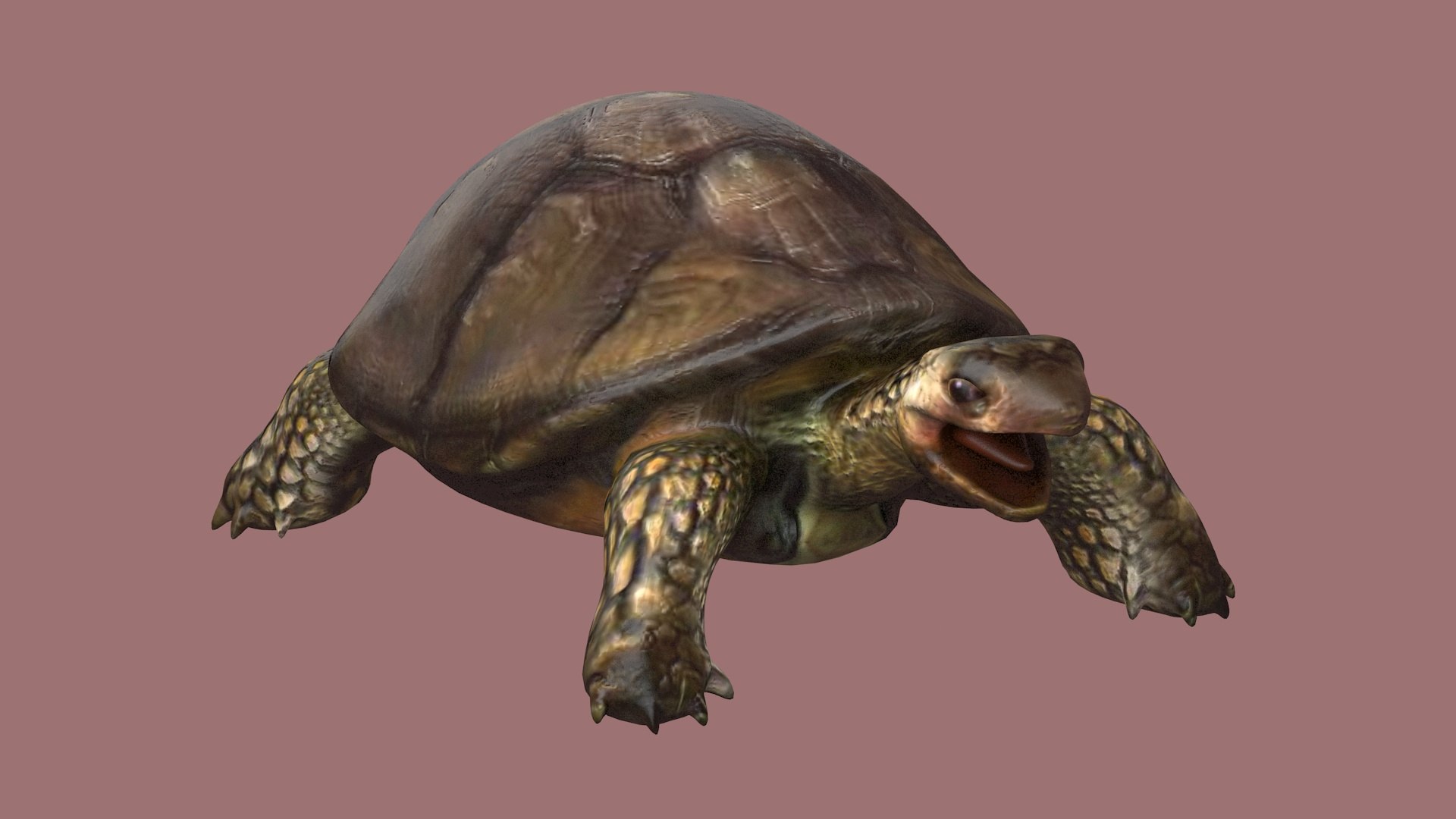 3D Model Tortoise Reptile Turtle Animal Wildlife Slow Zoo Armor ...