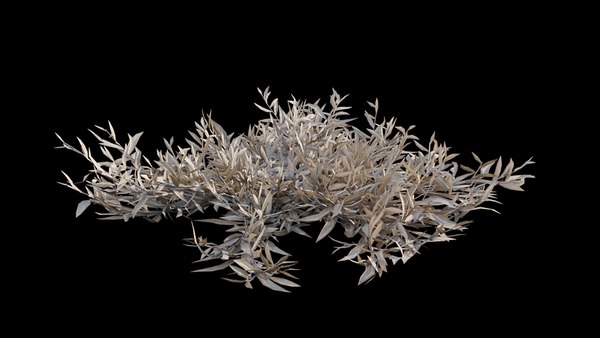 modelo 3d Chrysopogon aciculatus - seco 02 - TurboSquid 1876580