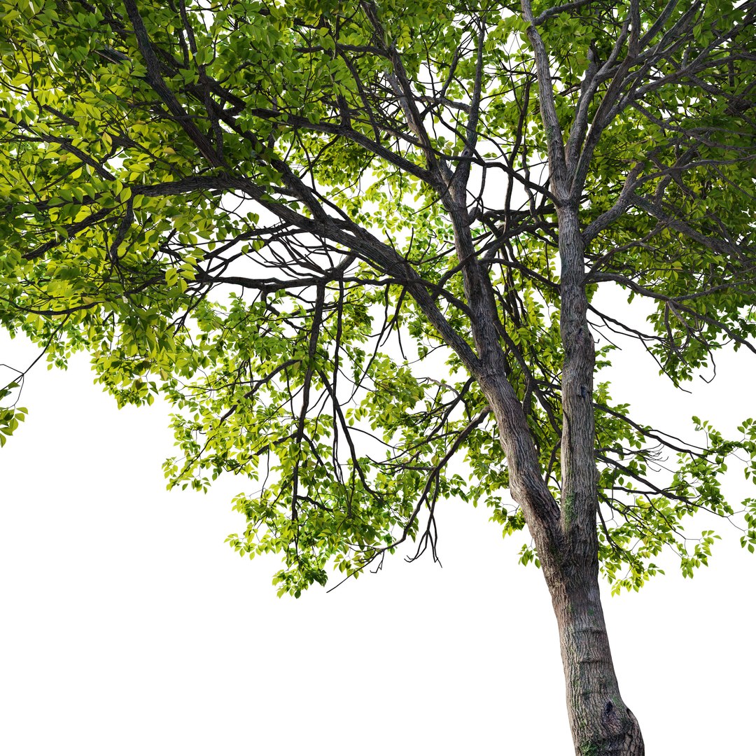 3D Hickory Tree 05 - TurboSquid 1980734