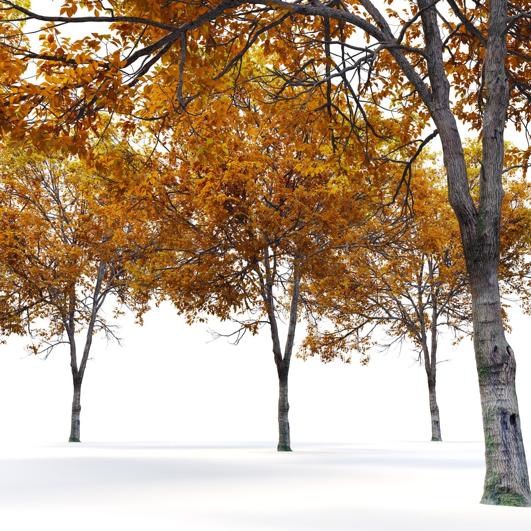 3D Hickory Tree 05 - TurboSquid 1980734